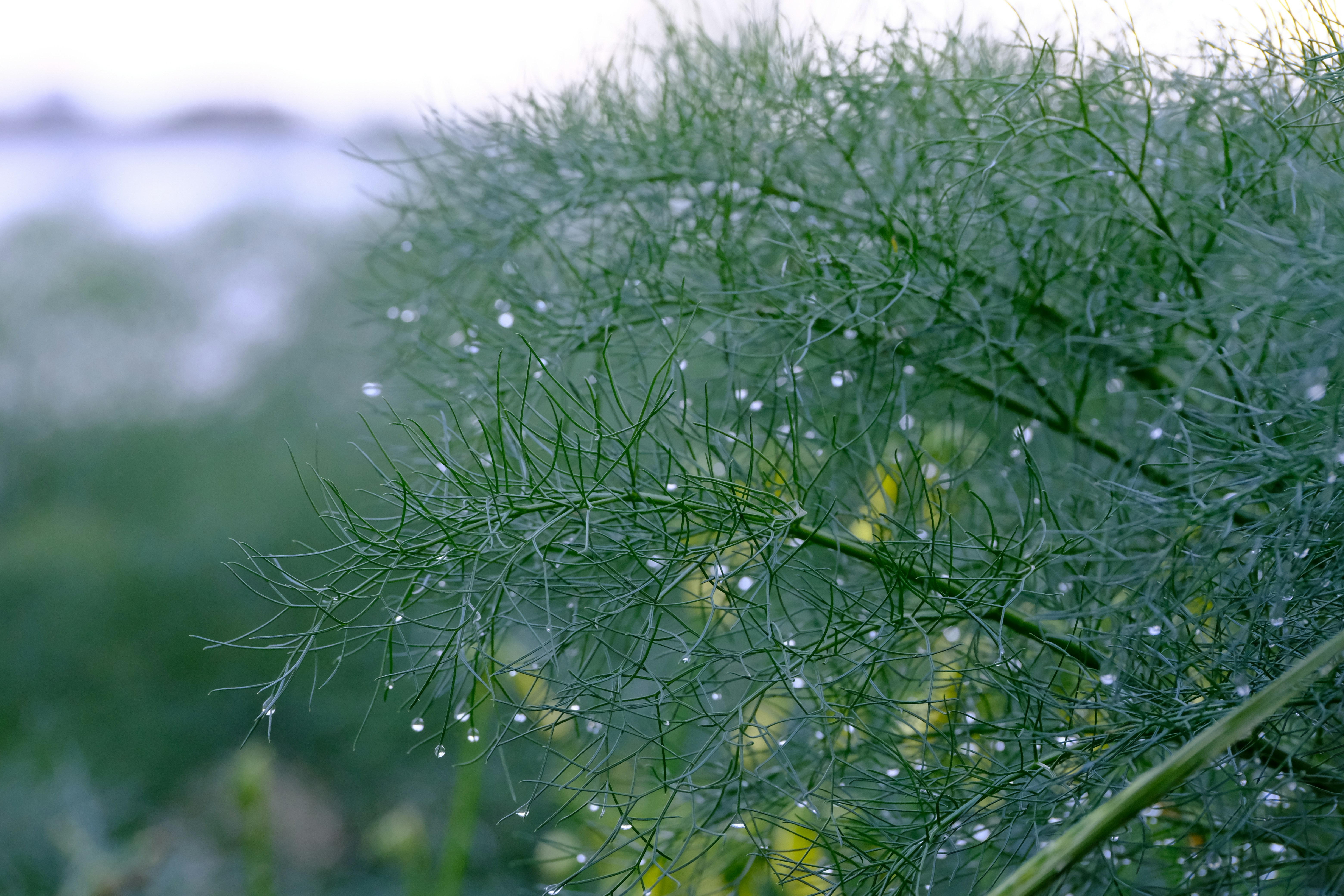 Whispers of Dew on Verdant Foliage