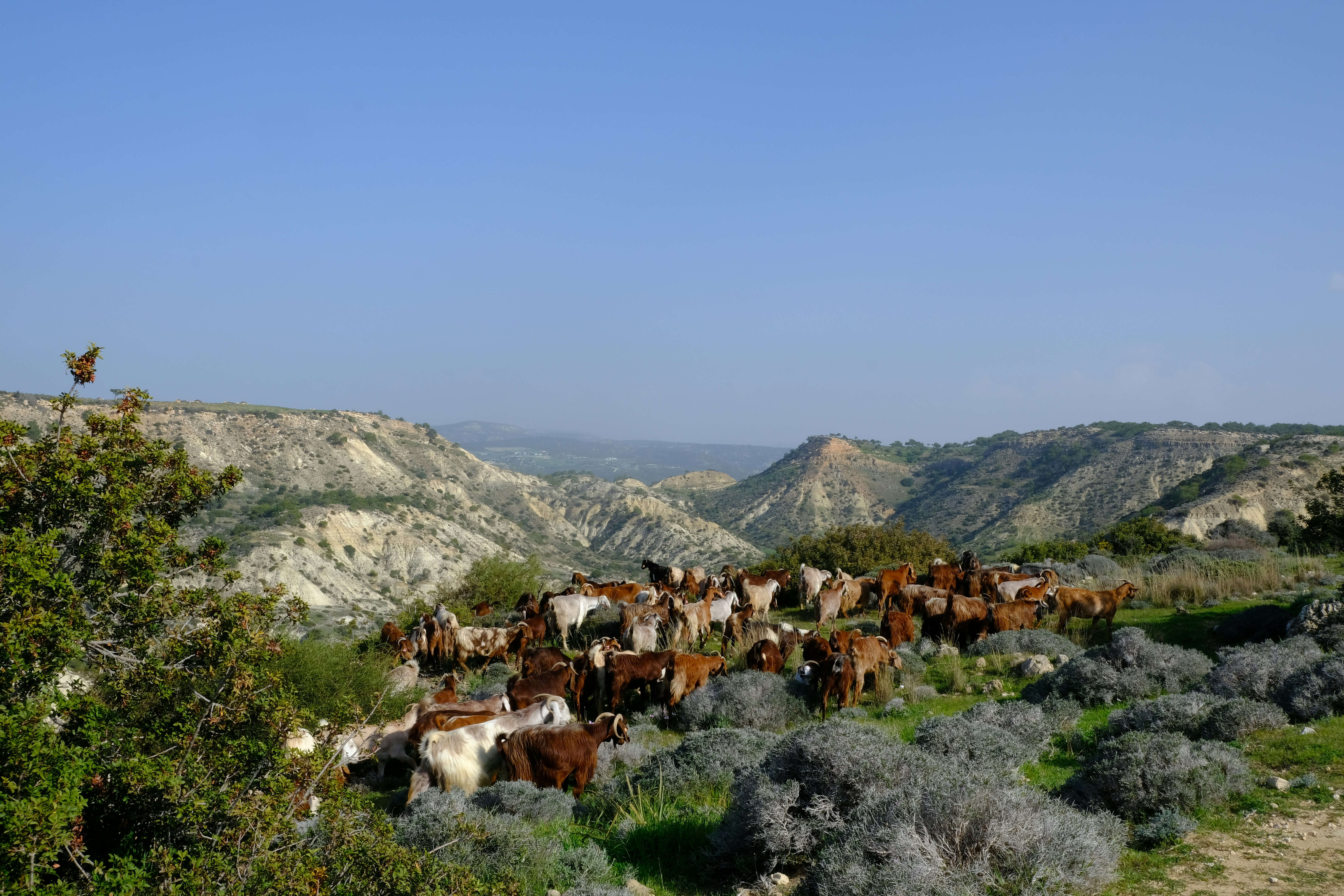 Herd in Harmony: Cattle Amidst Rolling Hills