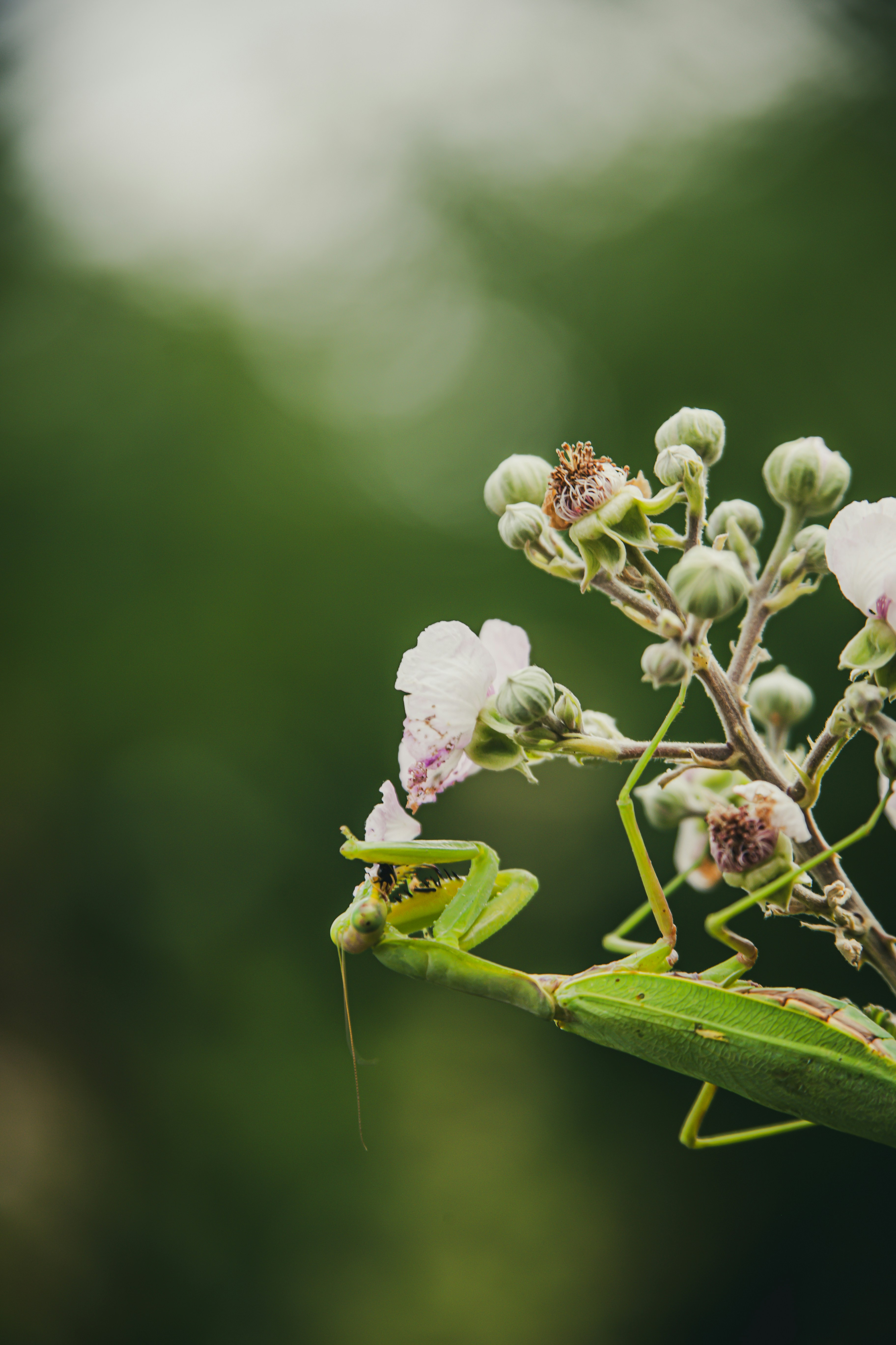 Nature's Intricate Balance: The Praying Mantis and Flora