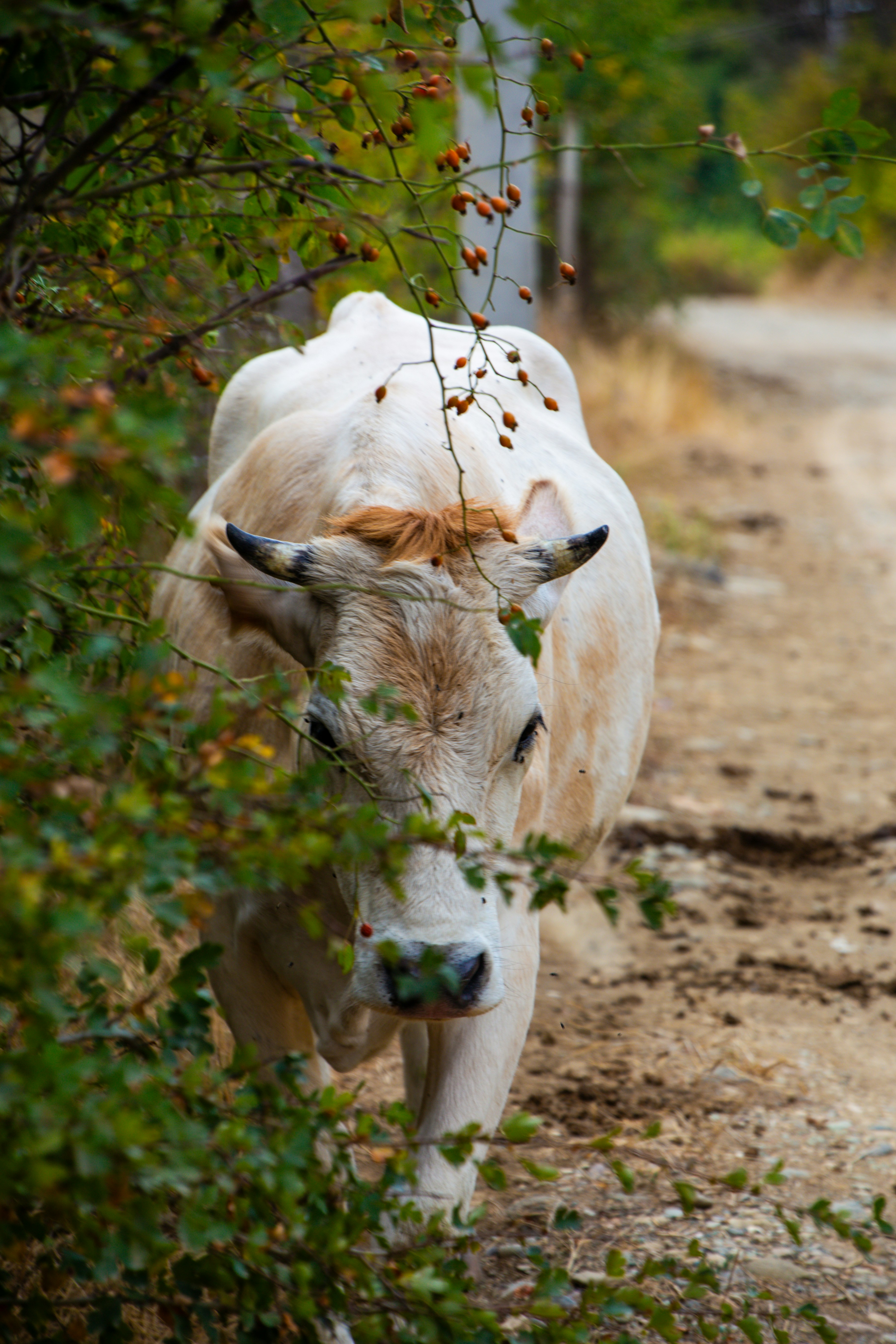 A Serene Encounter with Nature's Gentle Giant
