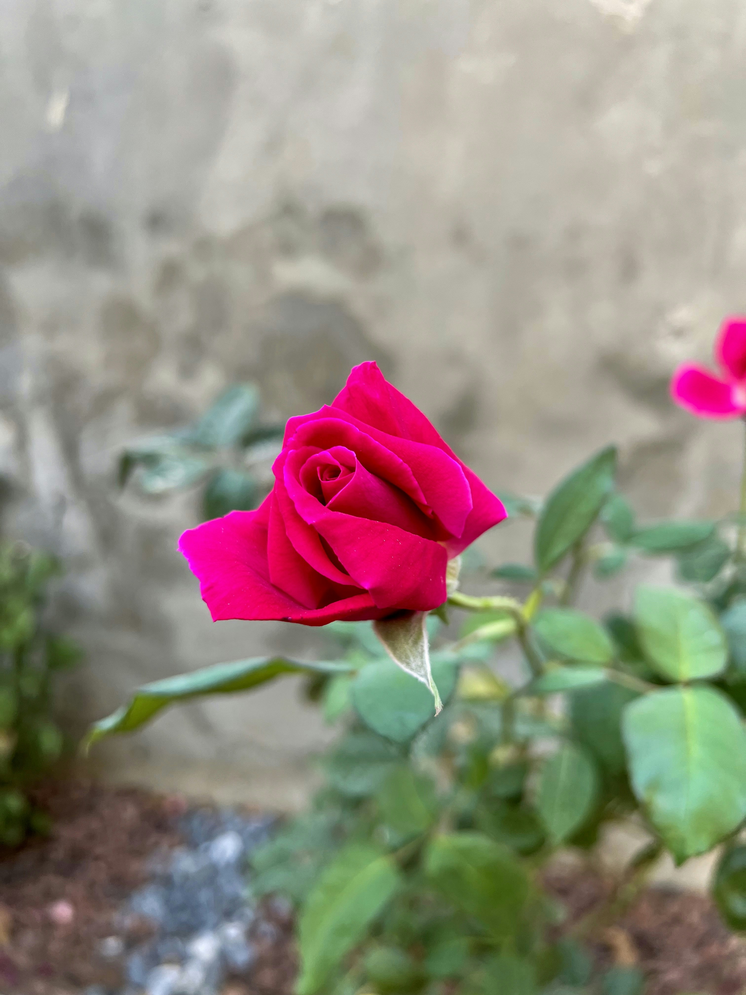 Blossom of Elegance: A Rose in Full Bloom