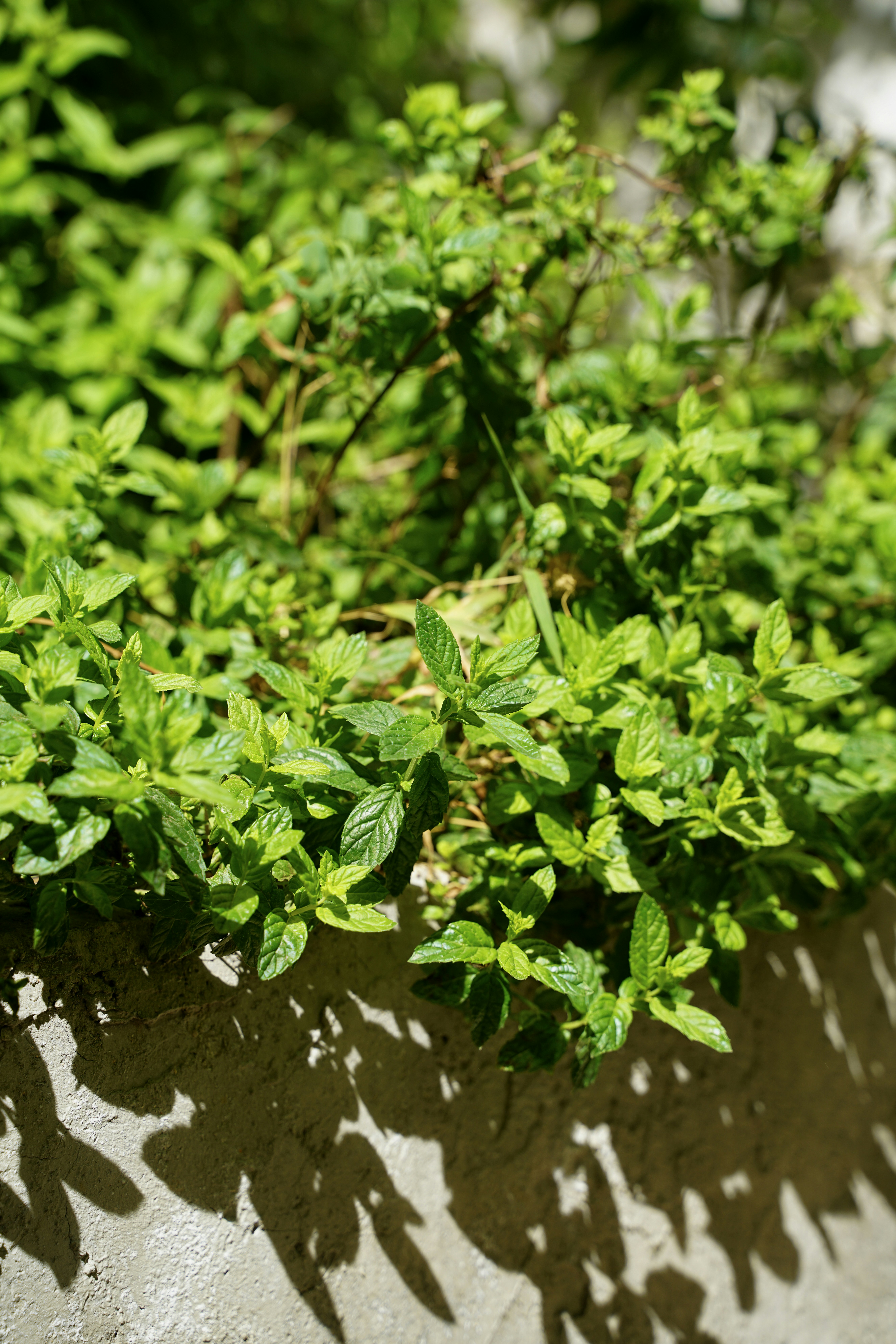 Verdant Whispers: A Close-Up of Nature's Palette