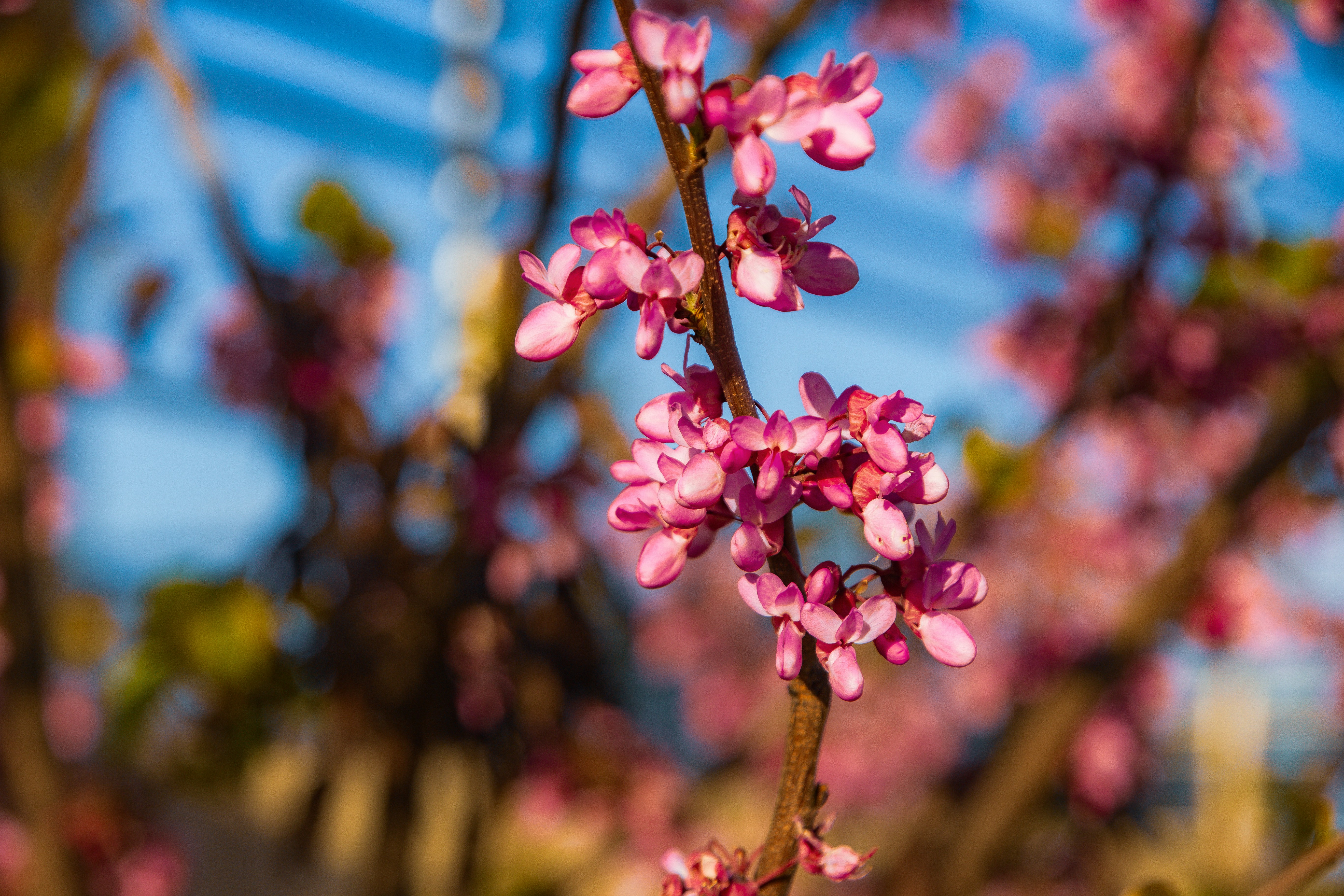 Close-up of pink blossoms on a tree branch.