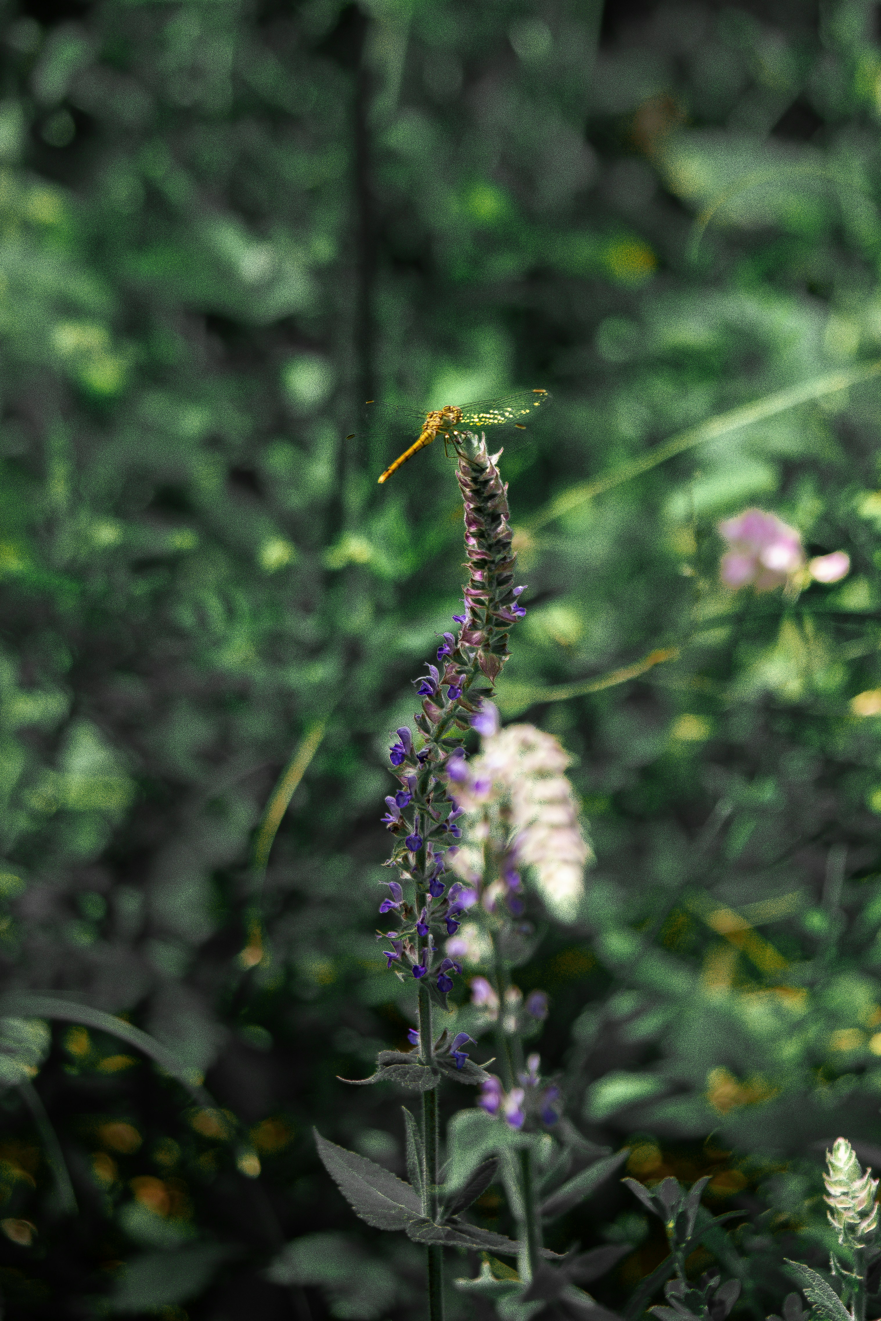 Dragonfly perched on a purple flower in nature