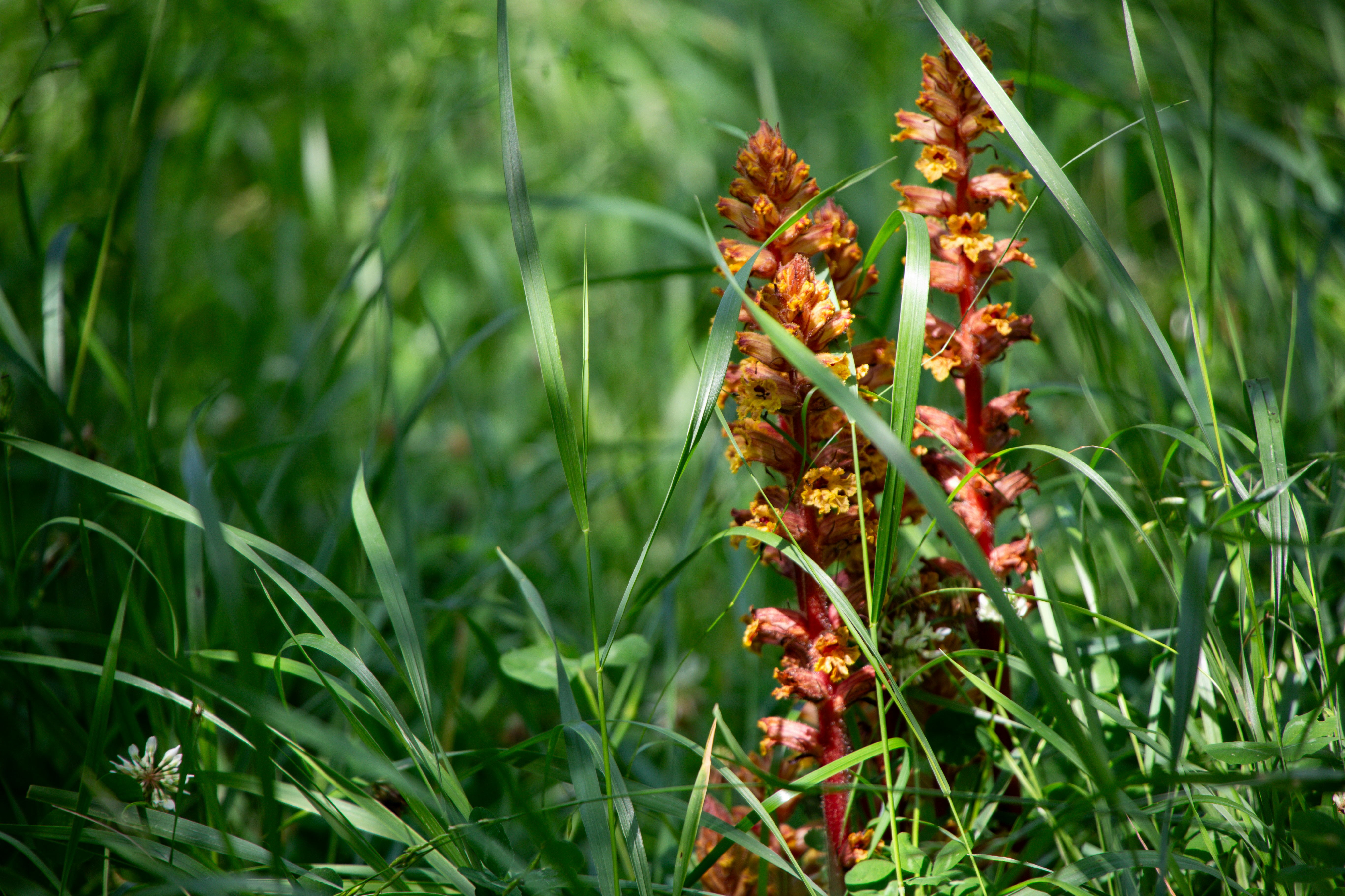 Emerging Vibrance: The Hidden Flora
