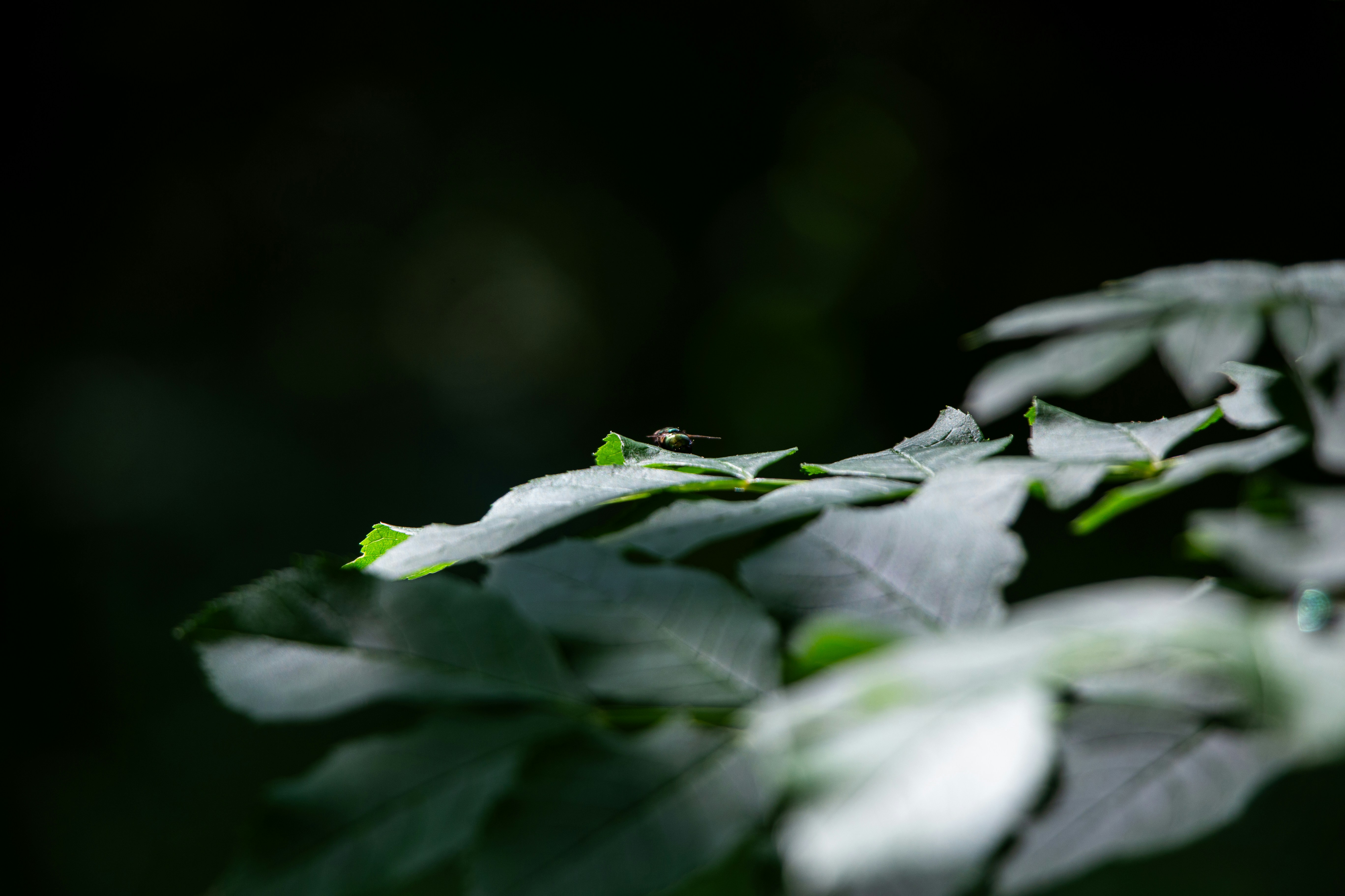 A tiny insect rests on a green leaf.