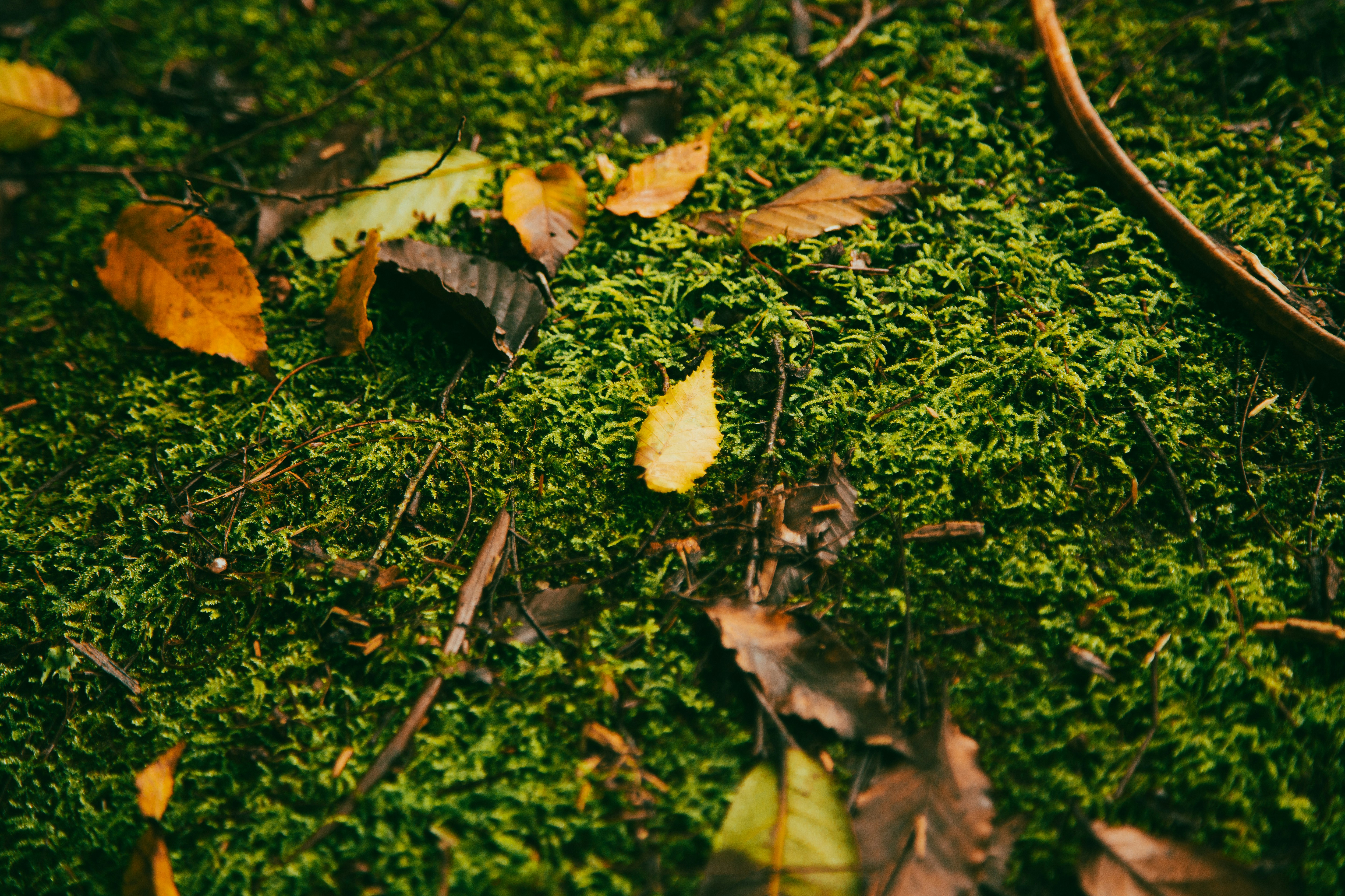 Fallen autumn leaves rest on green mossy ground.