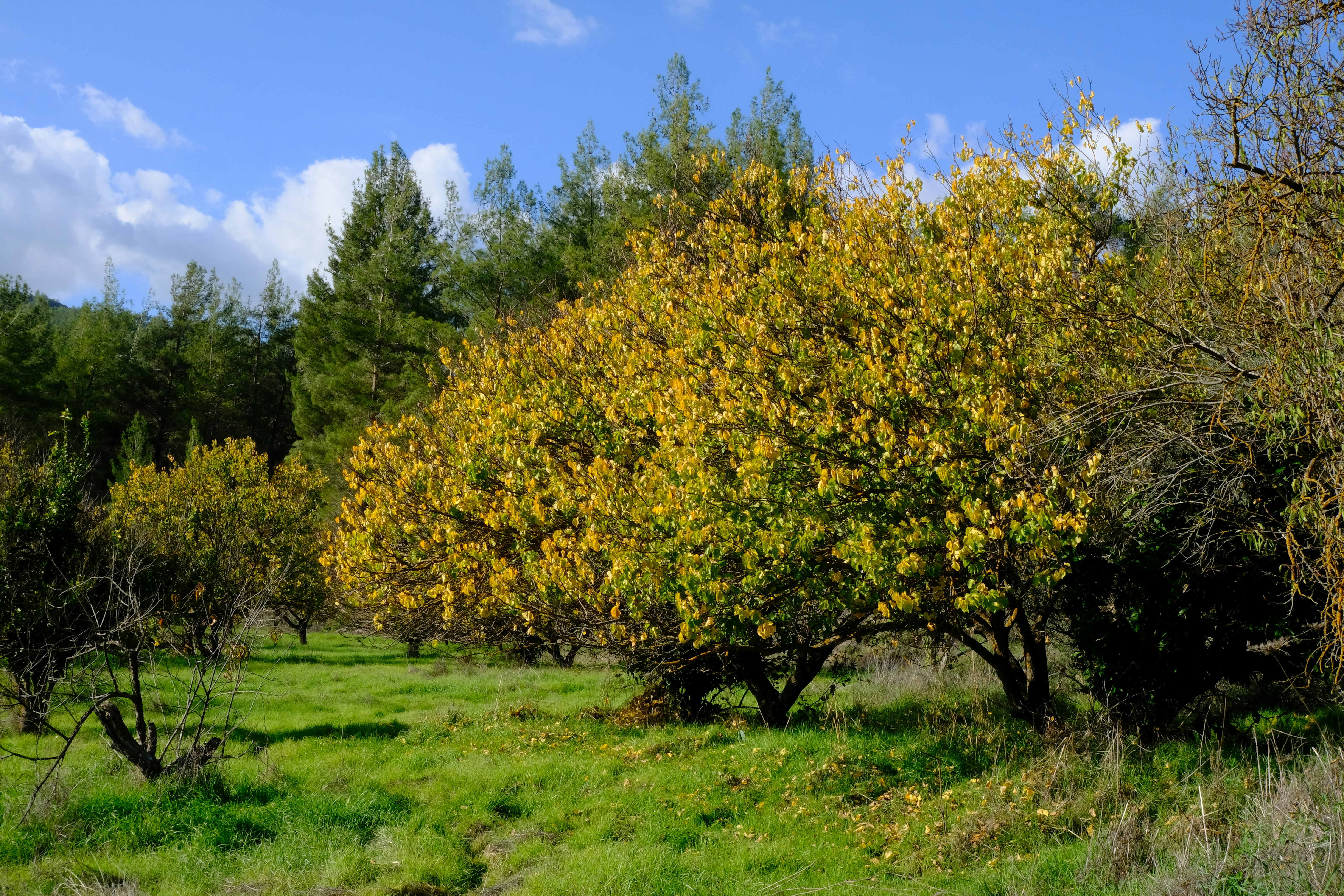 Trees with yellow leaves in a grassy field.