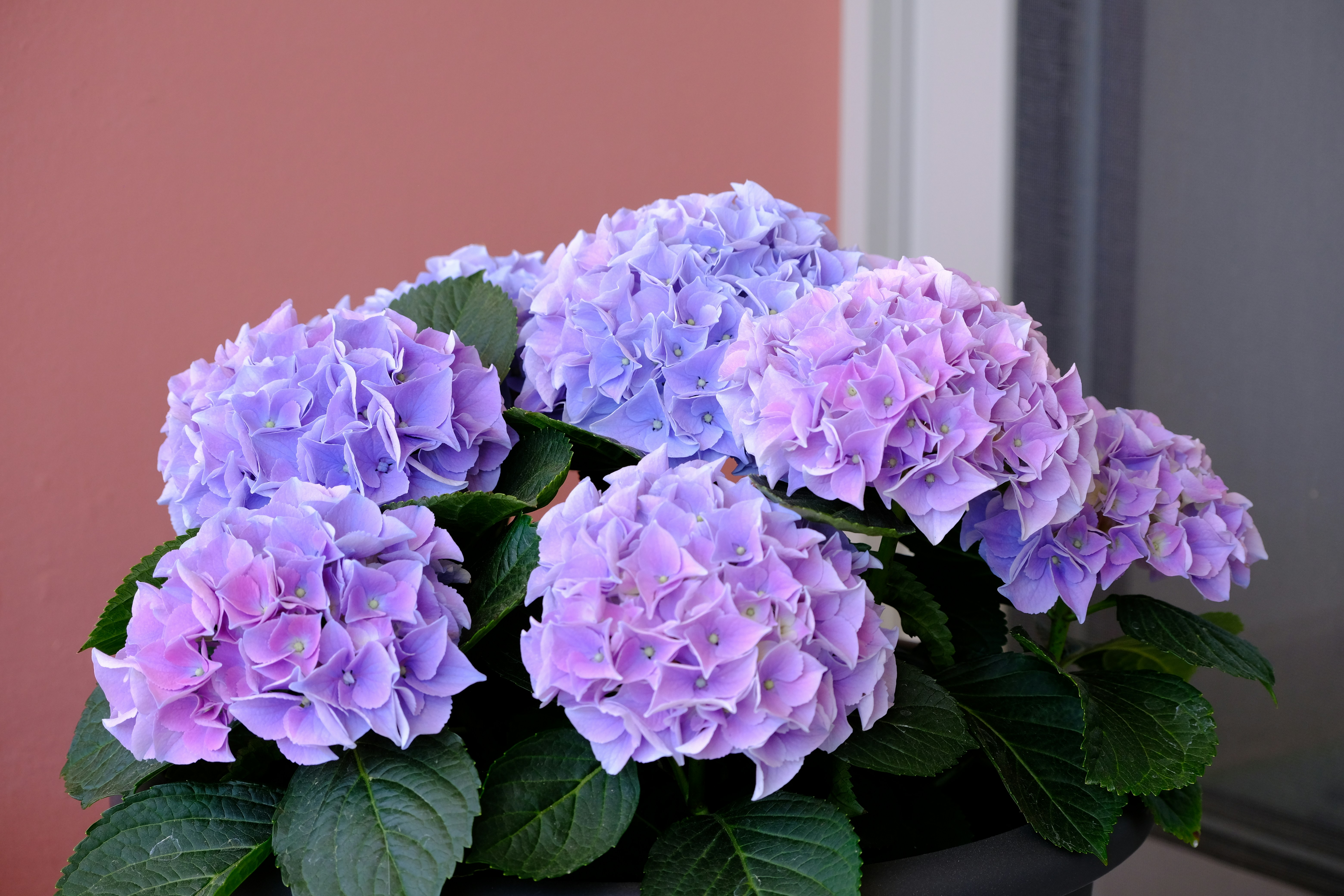 A cluster of purple and blue hydrangeas in a pot.