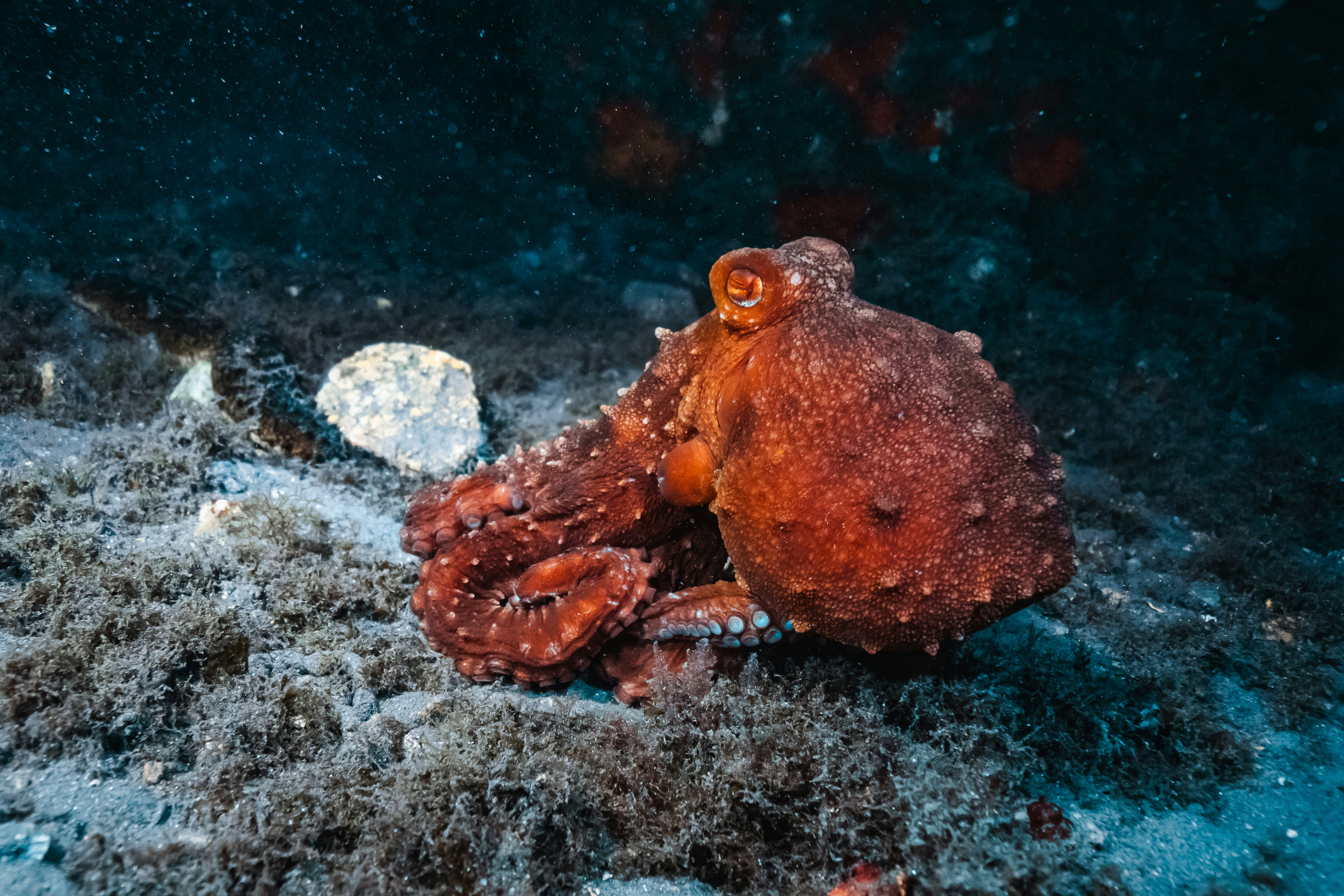 A reddish-brown octopus rests on the ocean floor. photo – Free ...