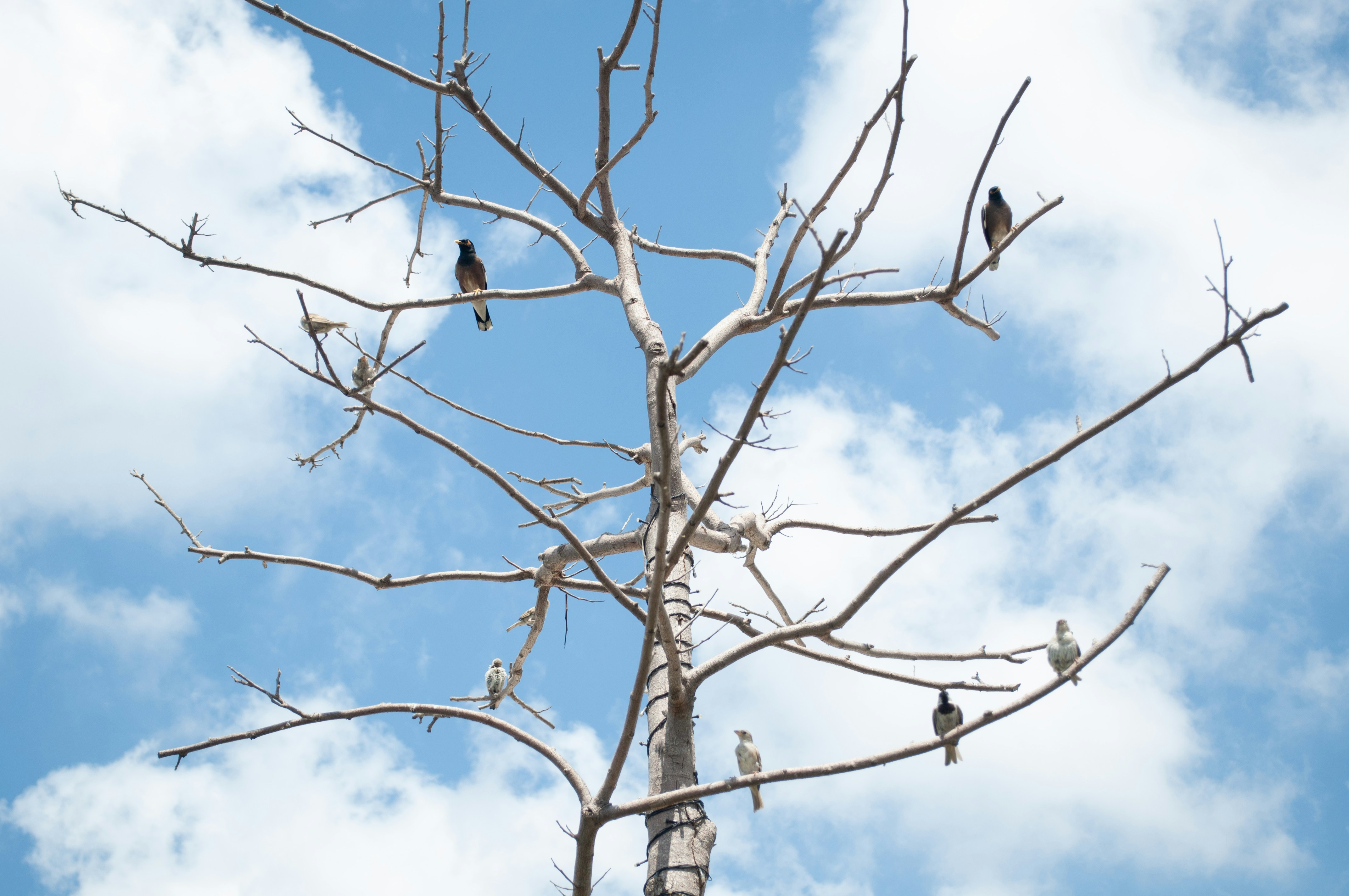 Several birds perched on a bare tree branch.