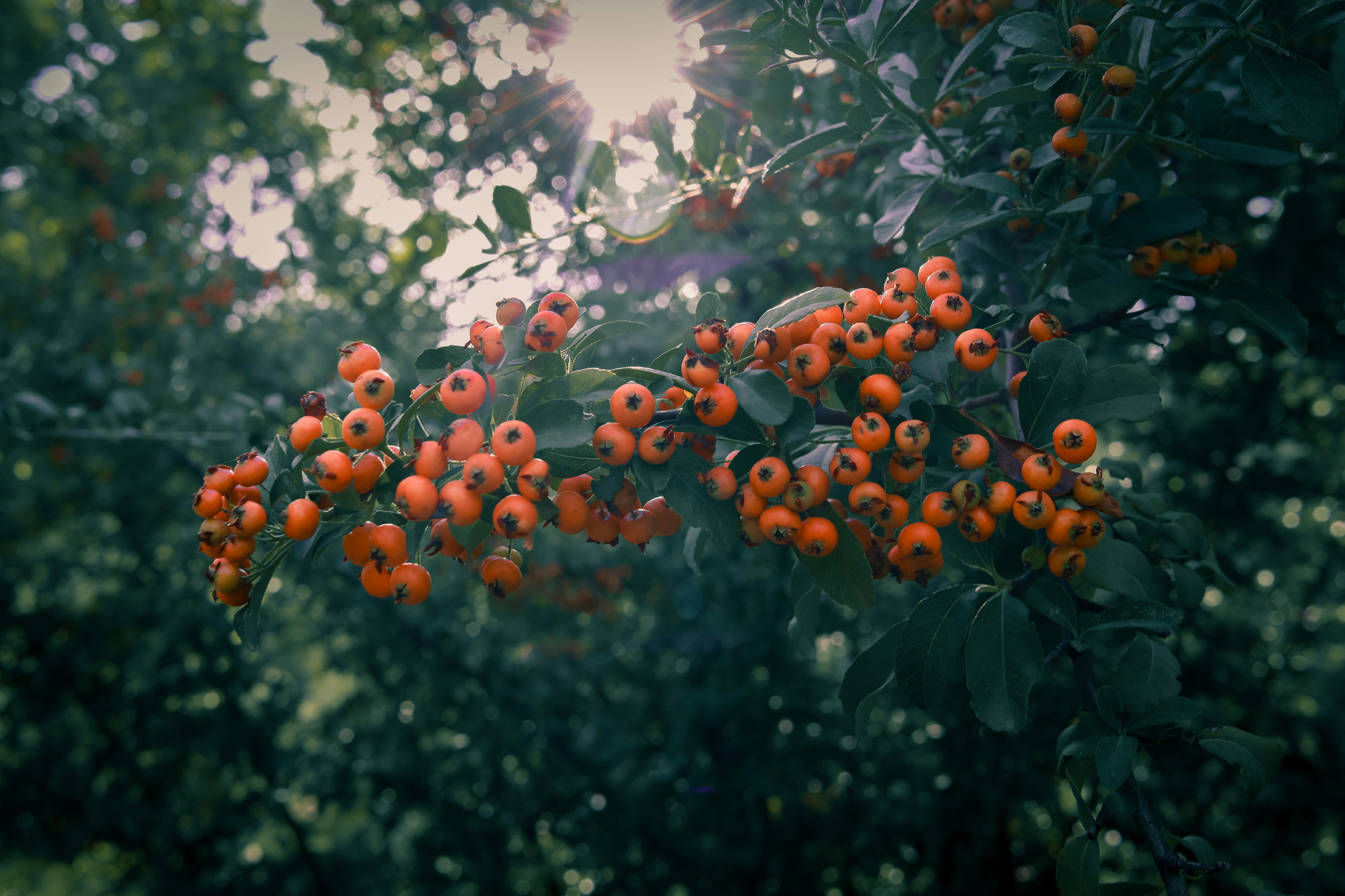 Clusters of bright orange berries nestled among lush green leaves, illuminated by soft sunlight filtering through the trees.