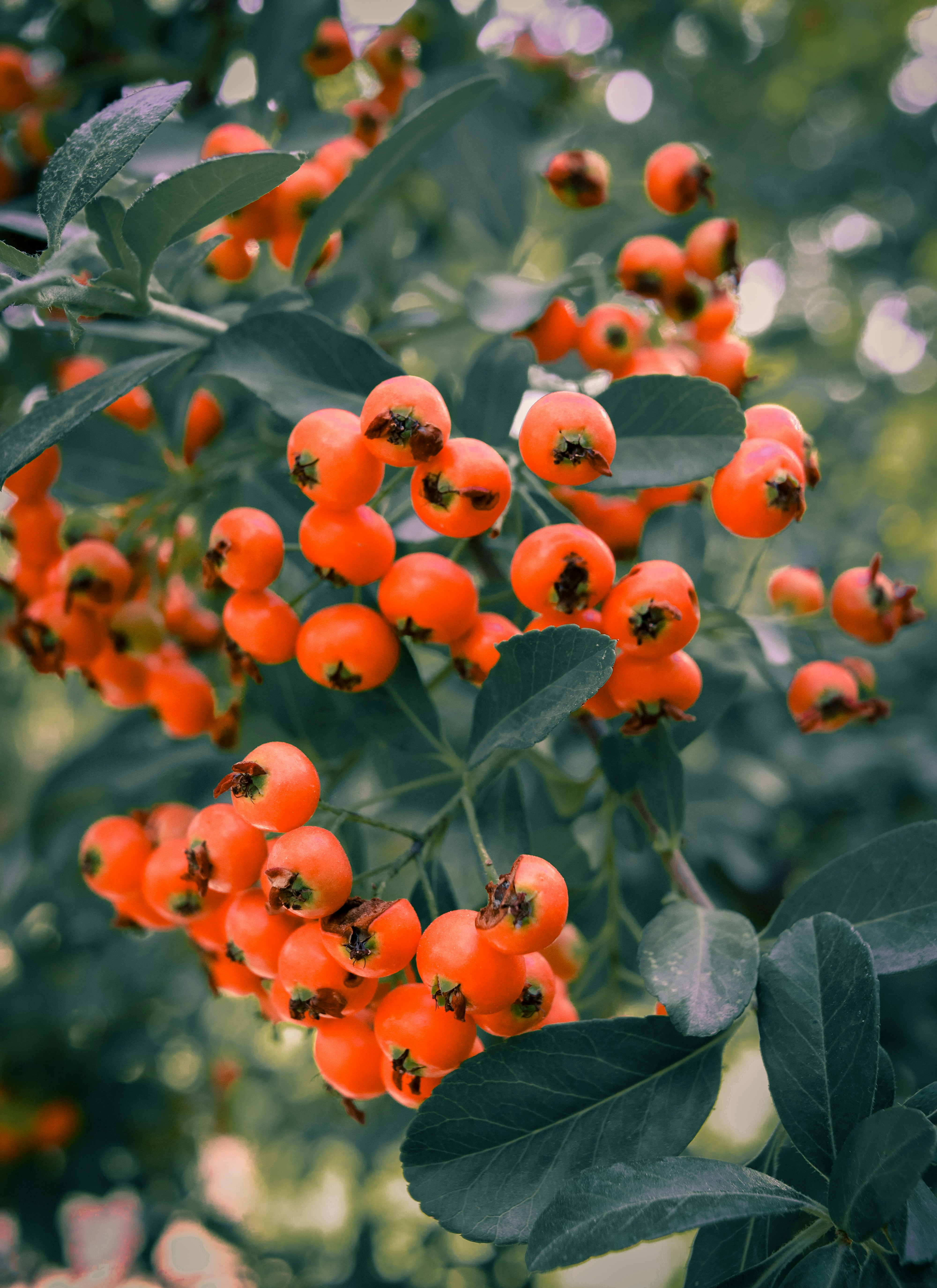 Bright orange berries clustered among lush green leaves, showcasing the beauty of nature's bounty.