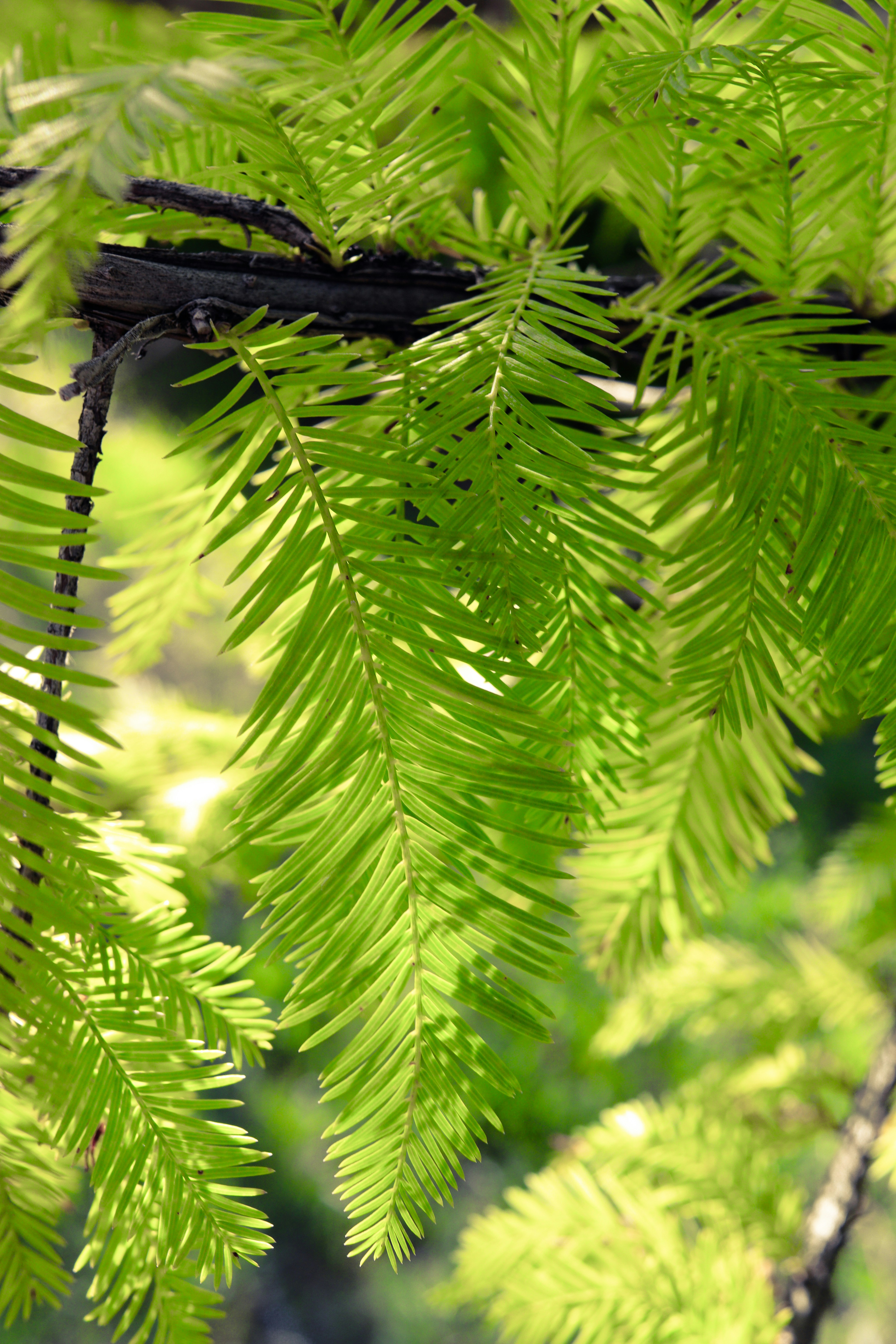 Close-up of bright green pine needles on a branch.