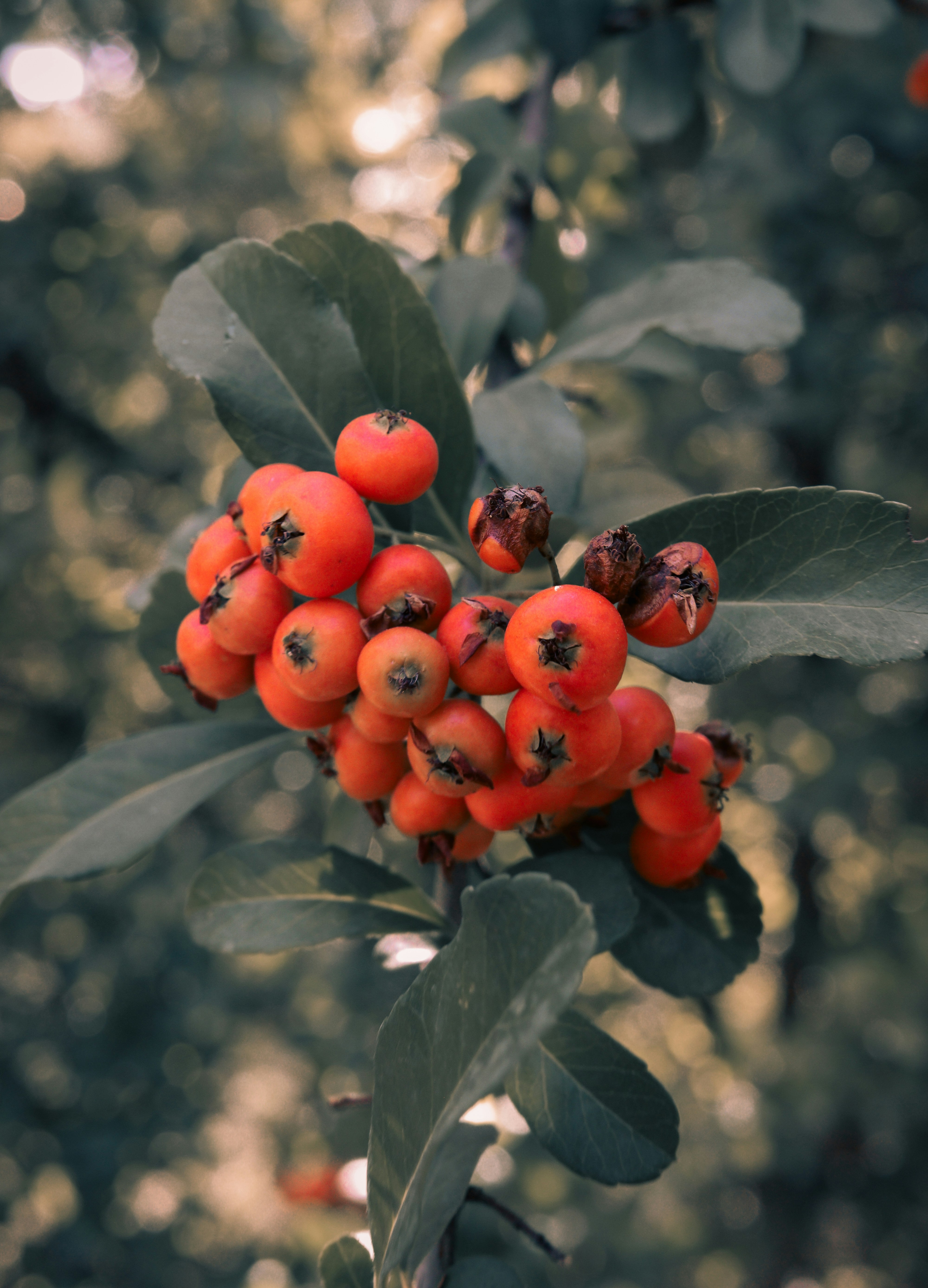 Cluster of bright orange berries nestled among green leaves, showcasing the beauty of nature's harvest.