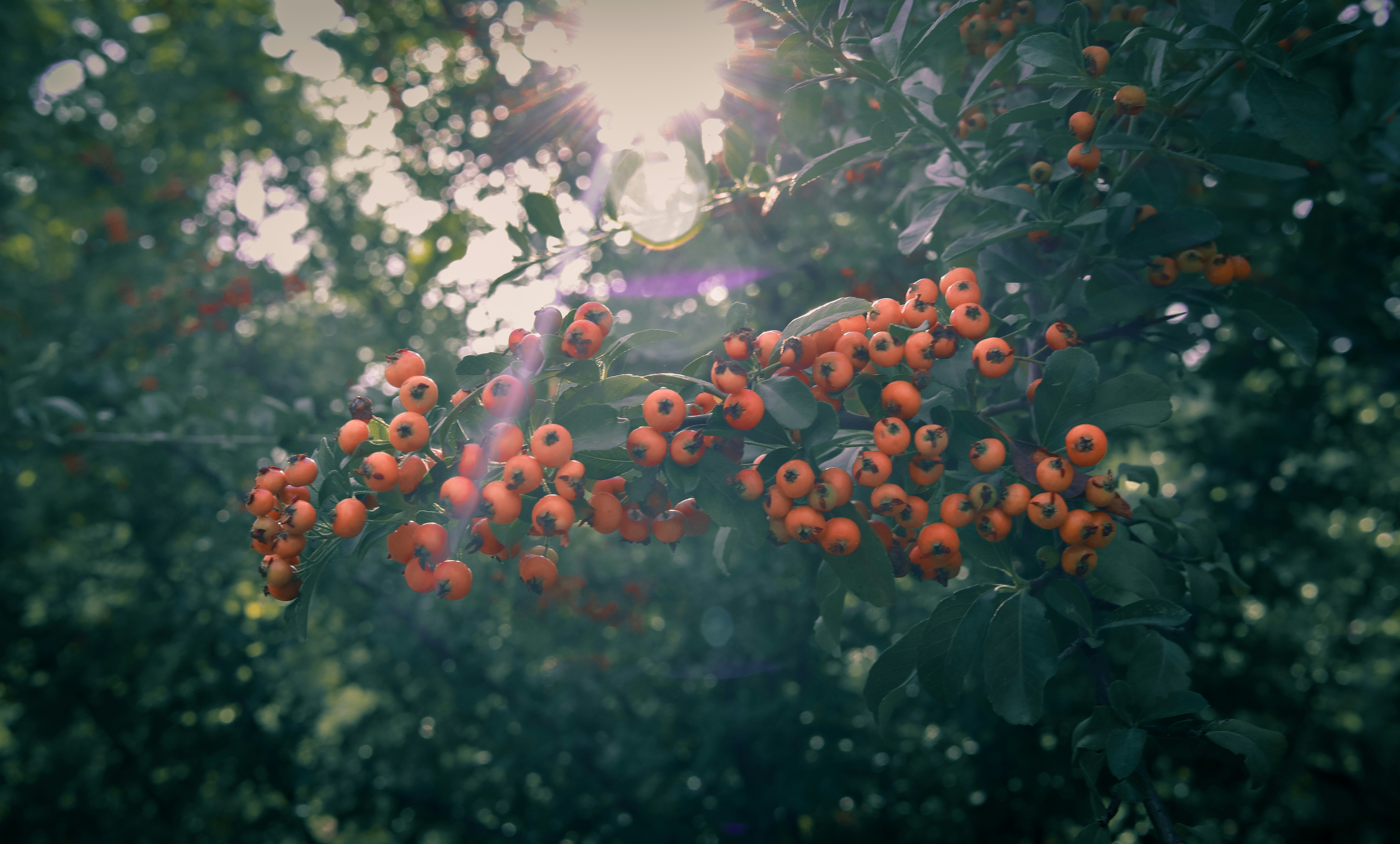 Amber Berries Illuminated by Nature's Spotlight