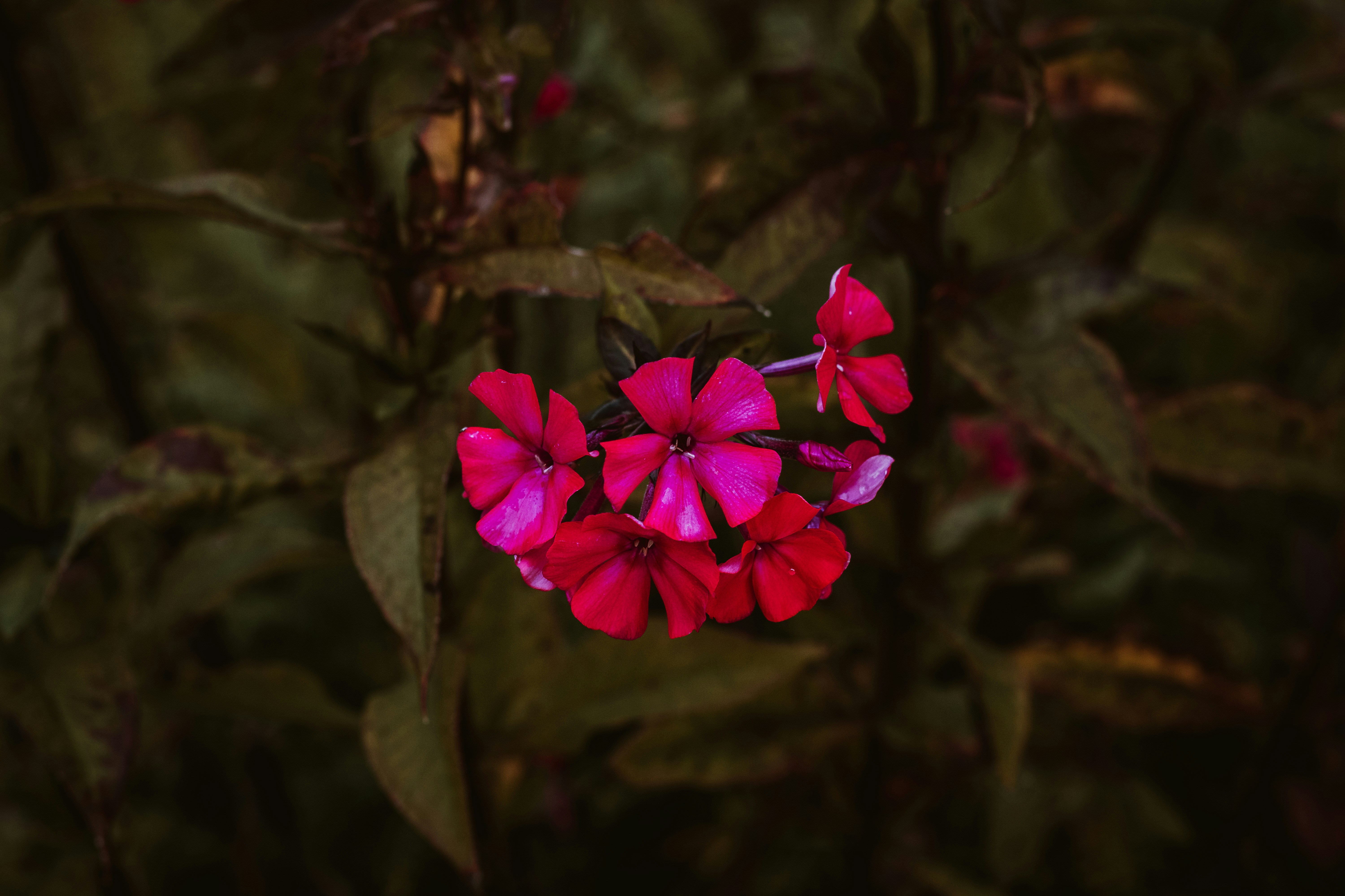 Vibrant Blossoms Amidst Shadows