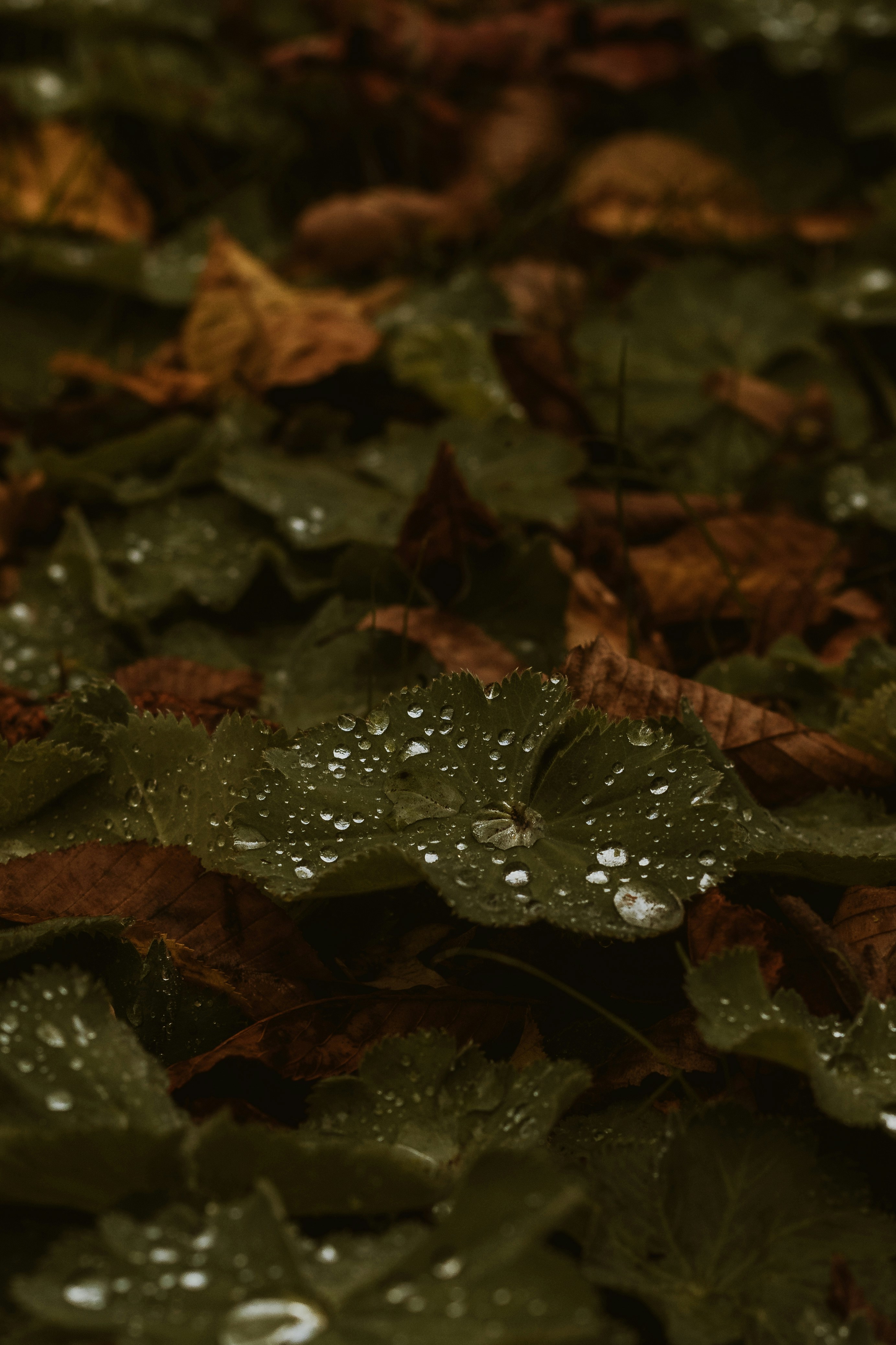 Wet green and brown leaves on the ground
