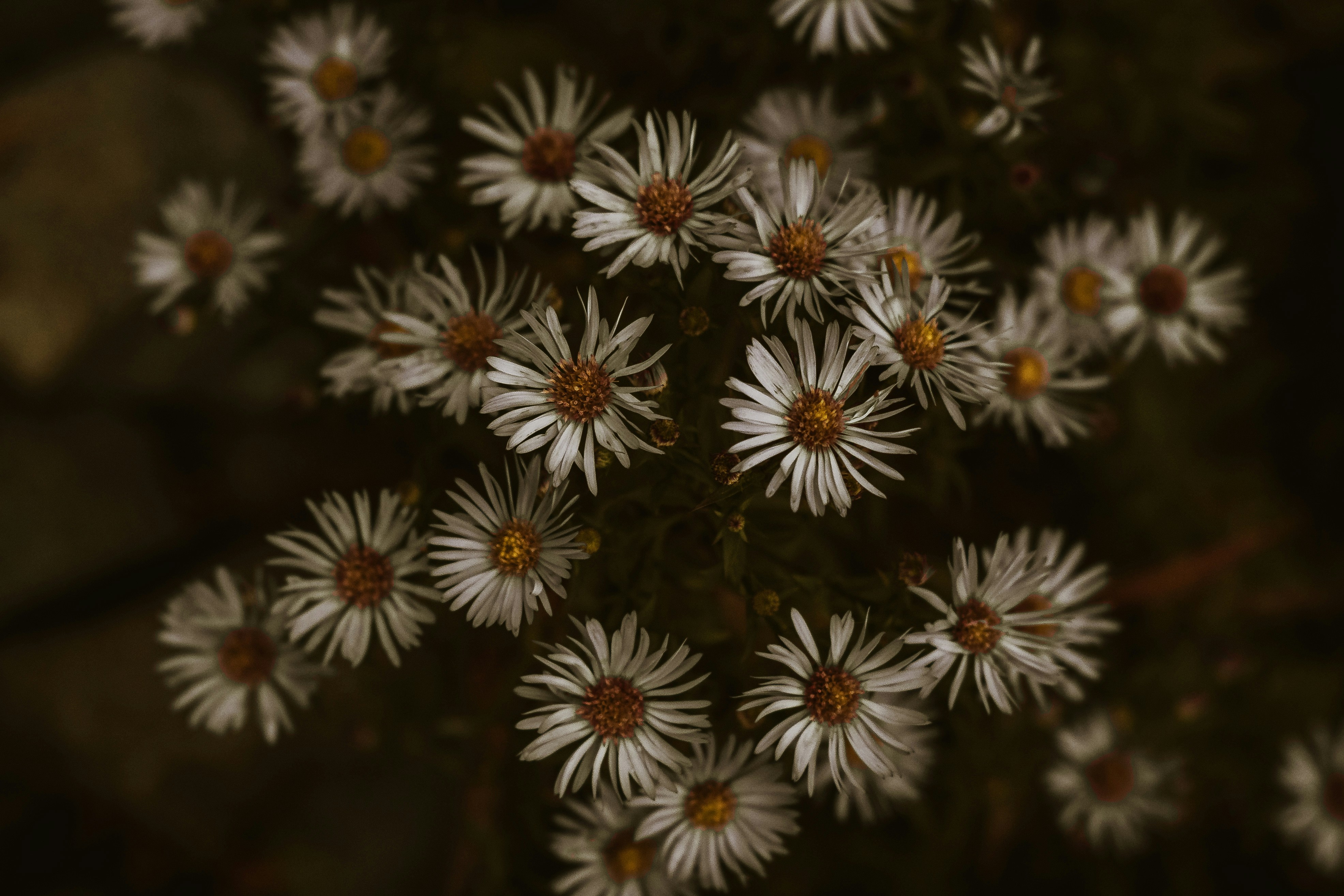 A cluster of white wildflowers with brown centers.