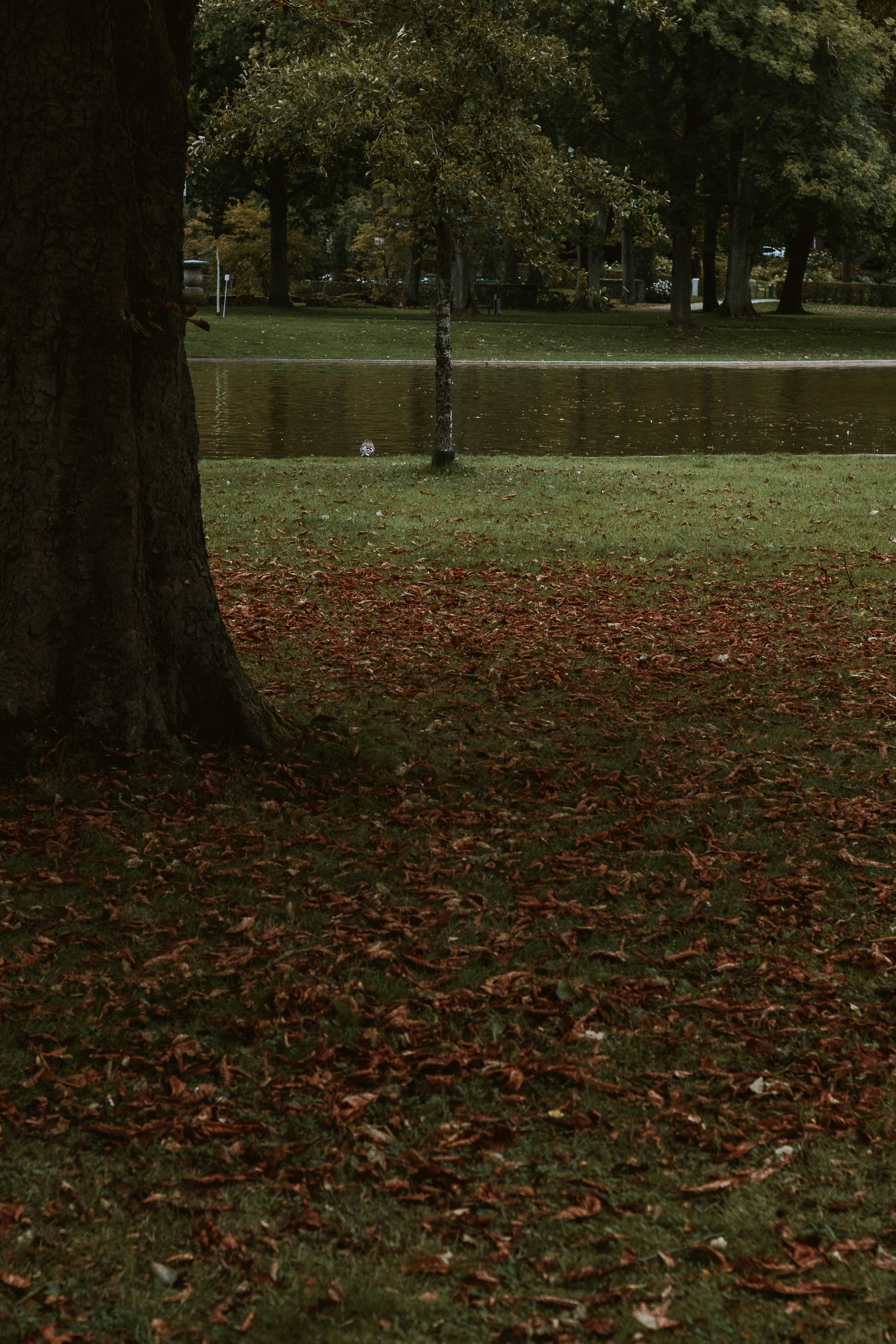 Whispers of Autumn by the Water