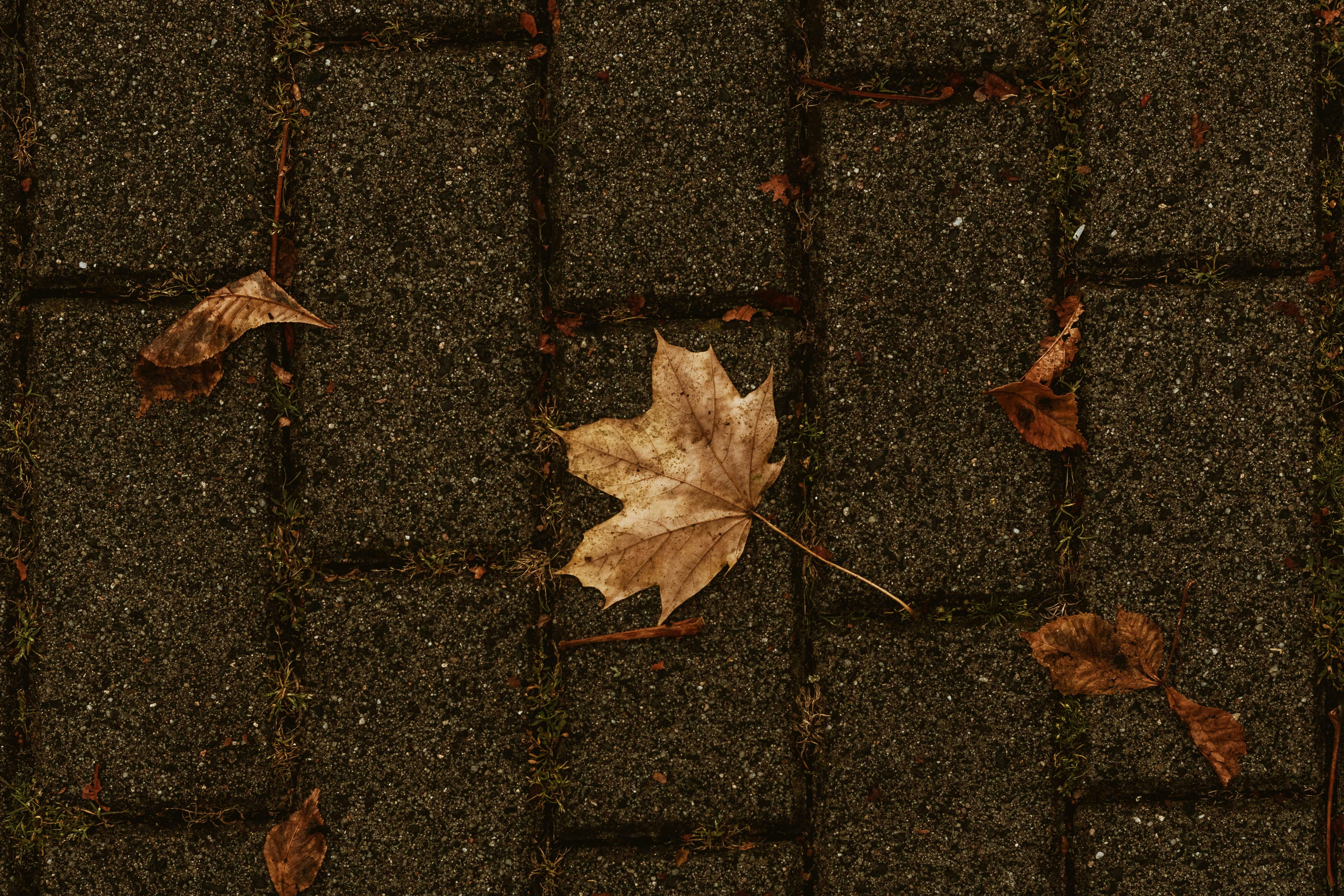 Dry autumn leaves on a dark paved surface.
