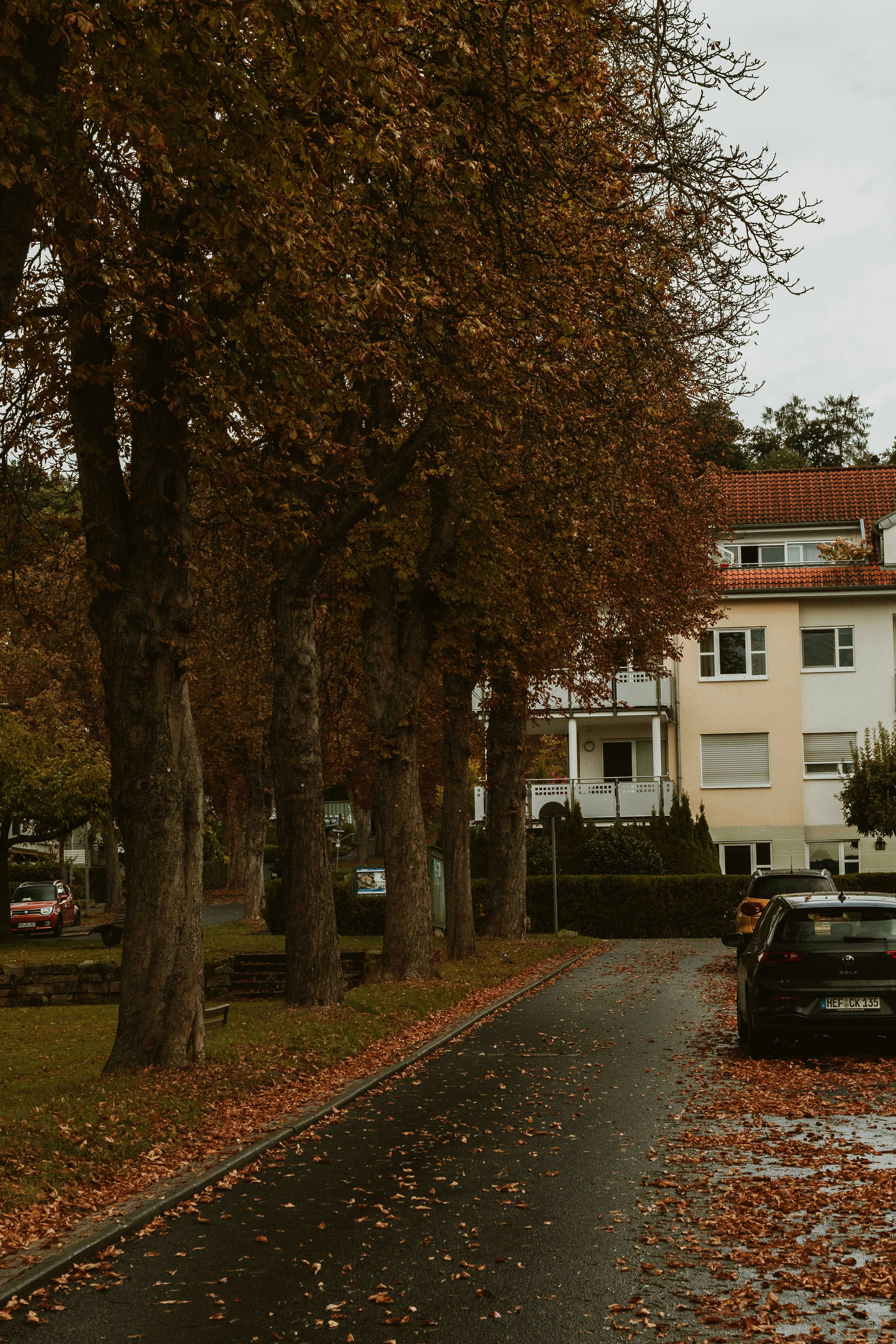 Autumn's Gentle Embrace on a Quiet Street
