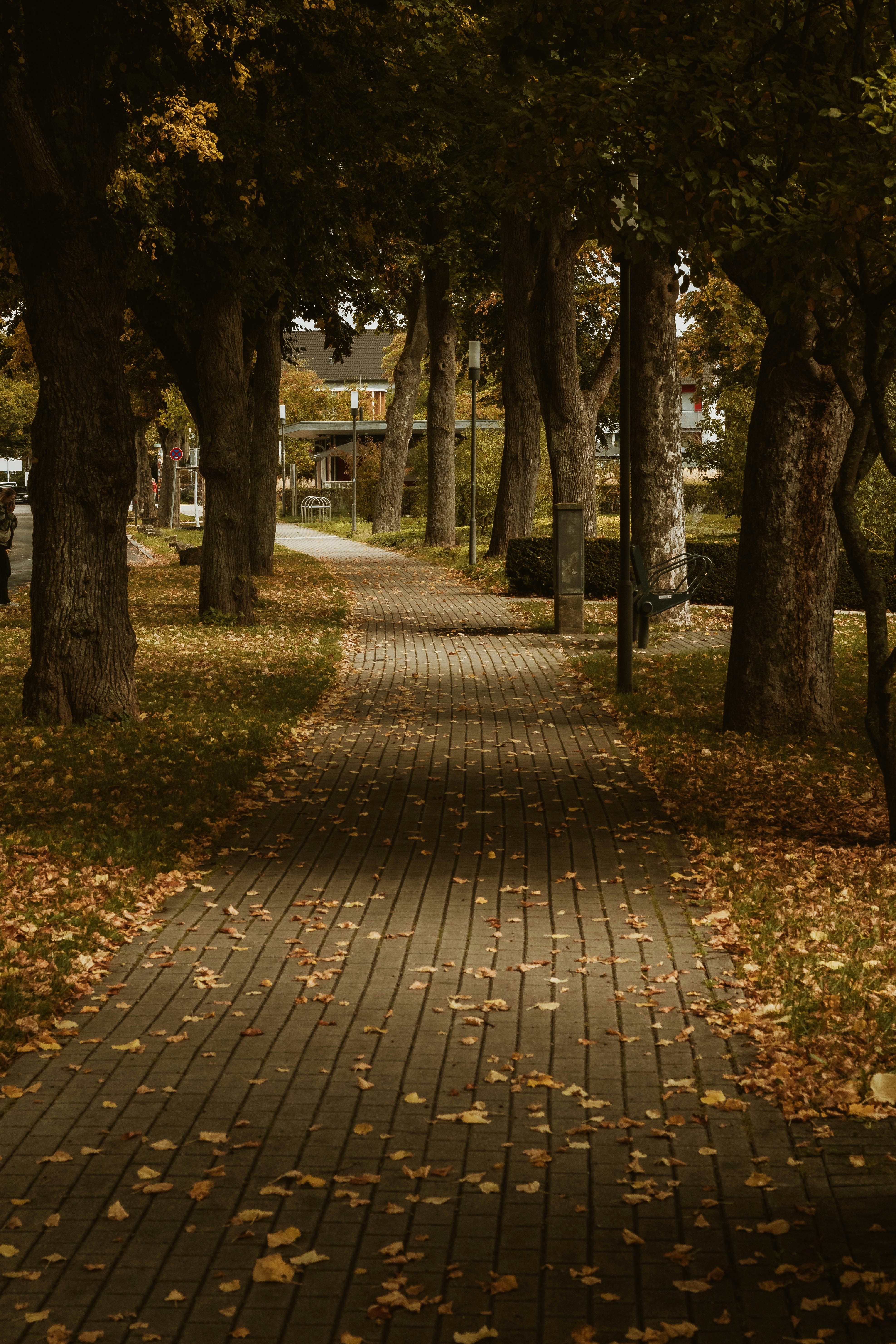 A serene pathway lined with trees, adorned with fallen leaves, inviting a peaceful stroll. The warm tones of autumn create a tranquil atmosphere.