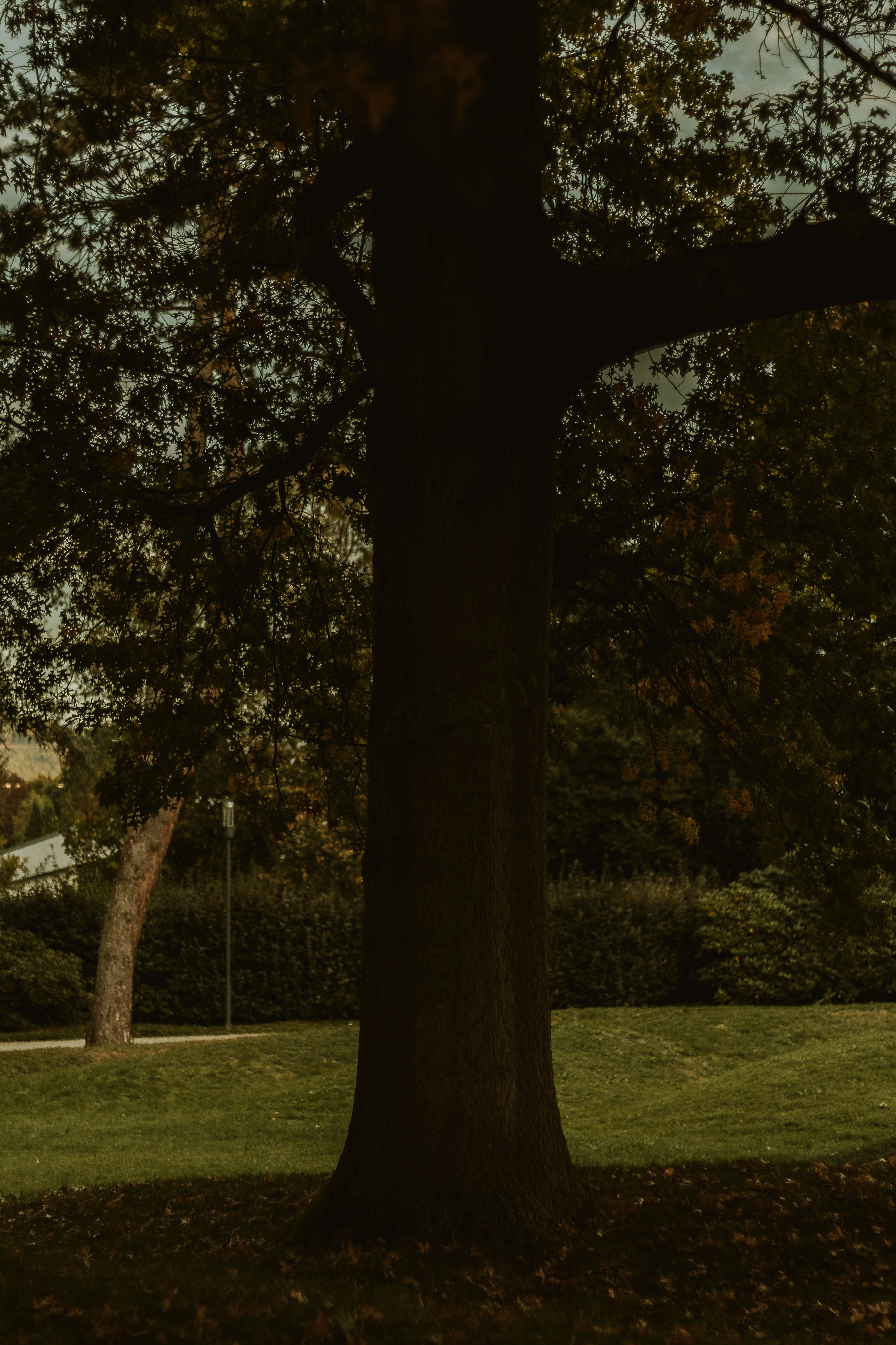 Large tree trunk in a park setting