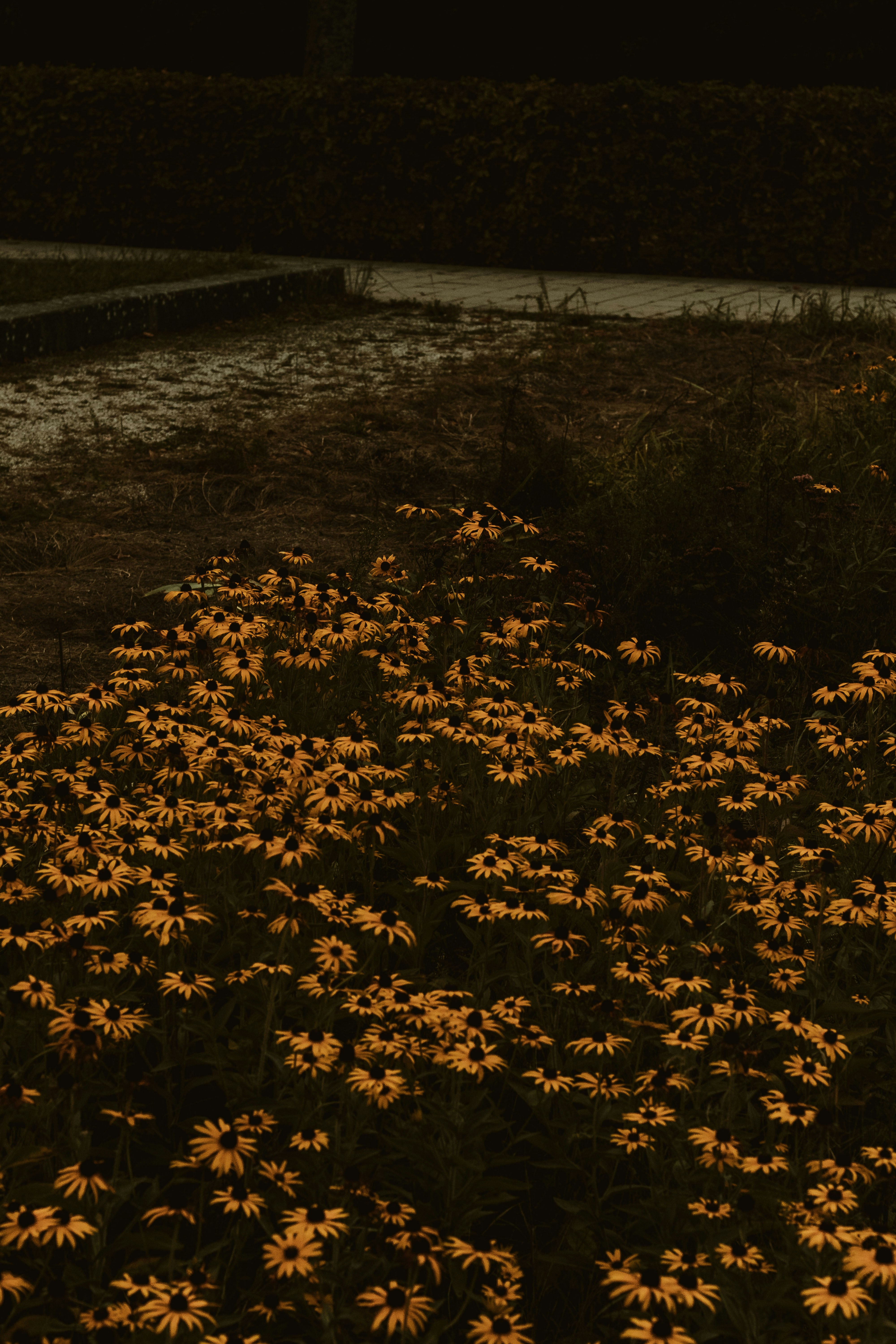 Field of yellow flowers with dark background