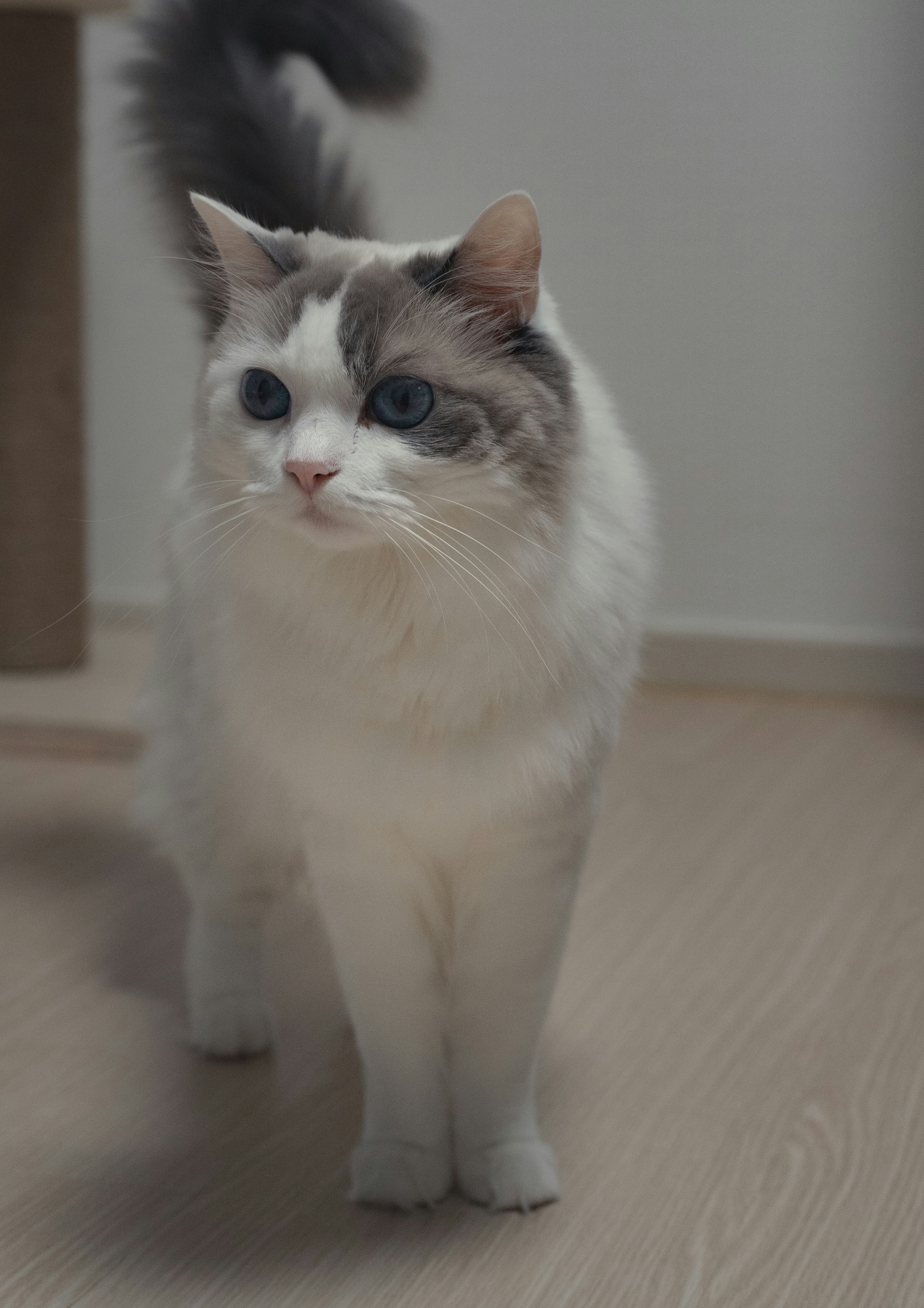 A fluffy white cat with blue eyes stands indoors.