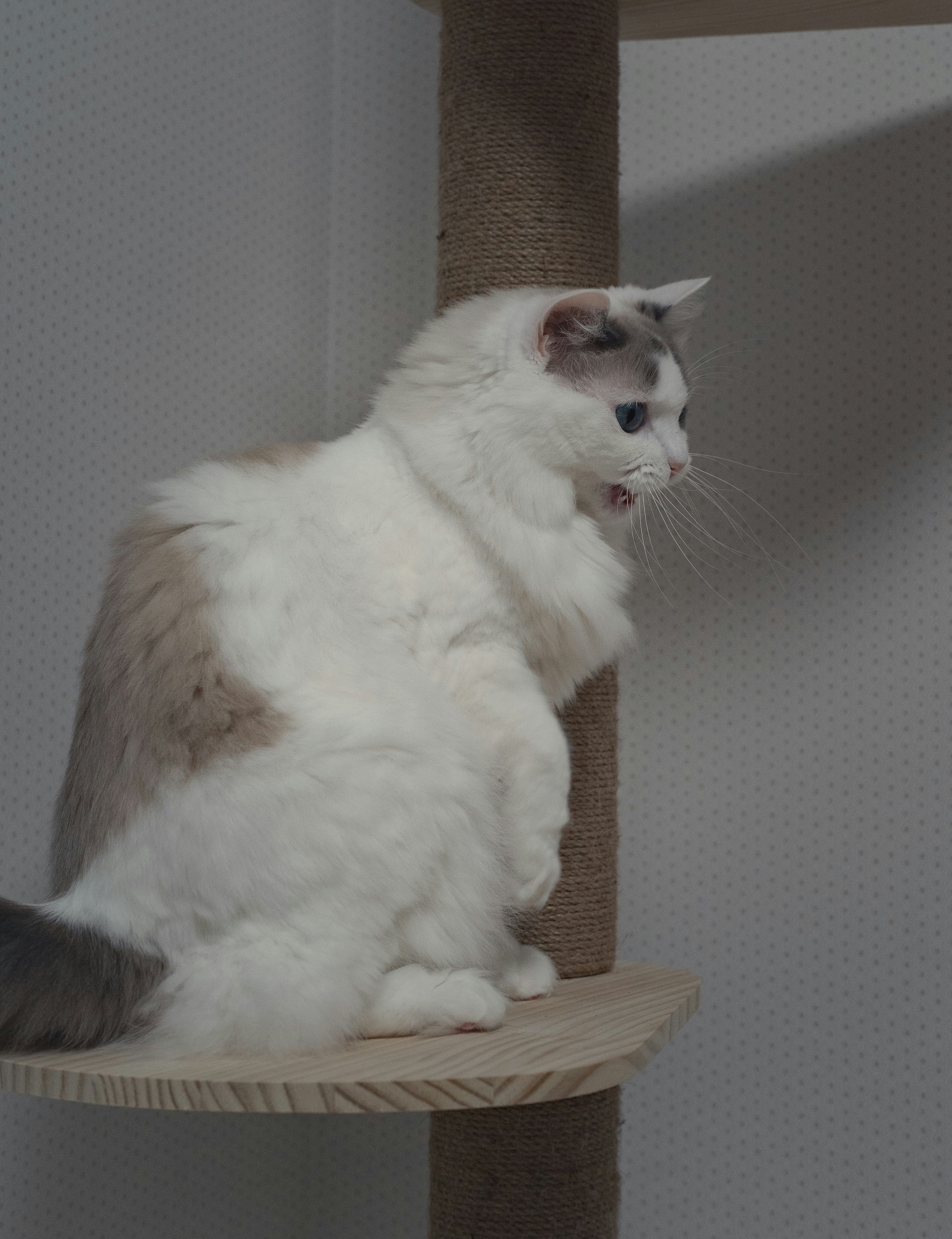 Fluffy cat sitting on a scratching post.