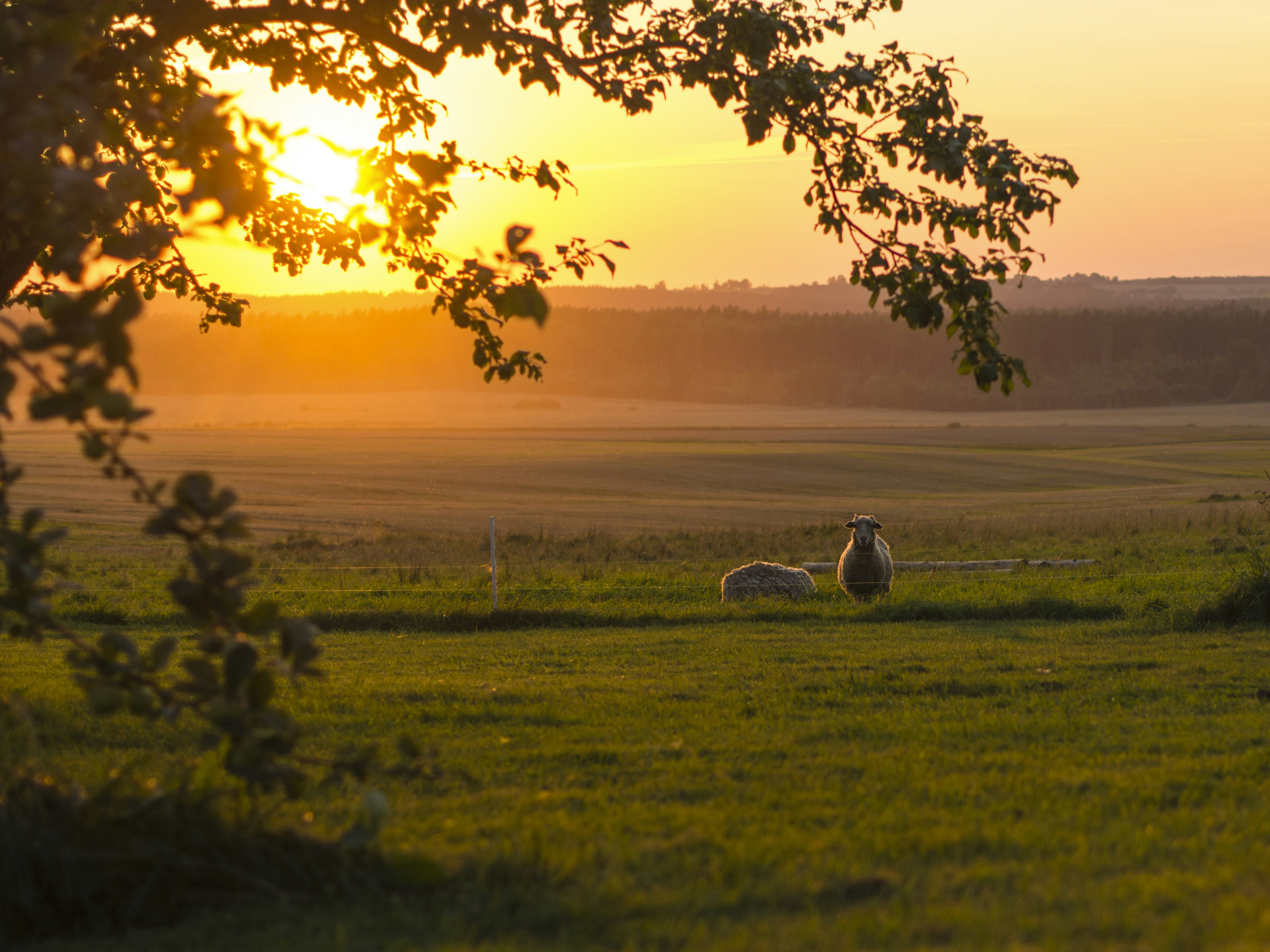 Golden Hour Serenity on the Pasture