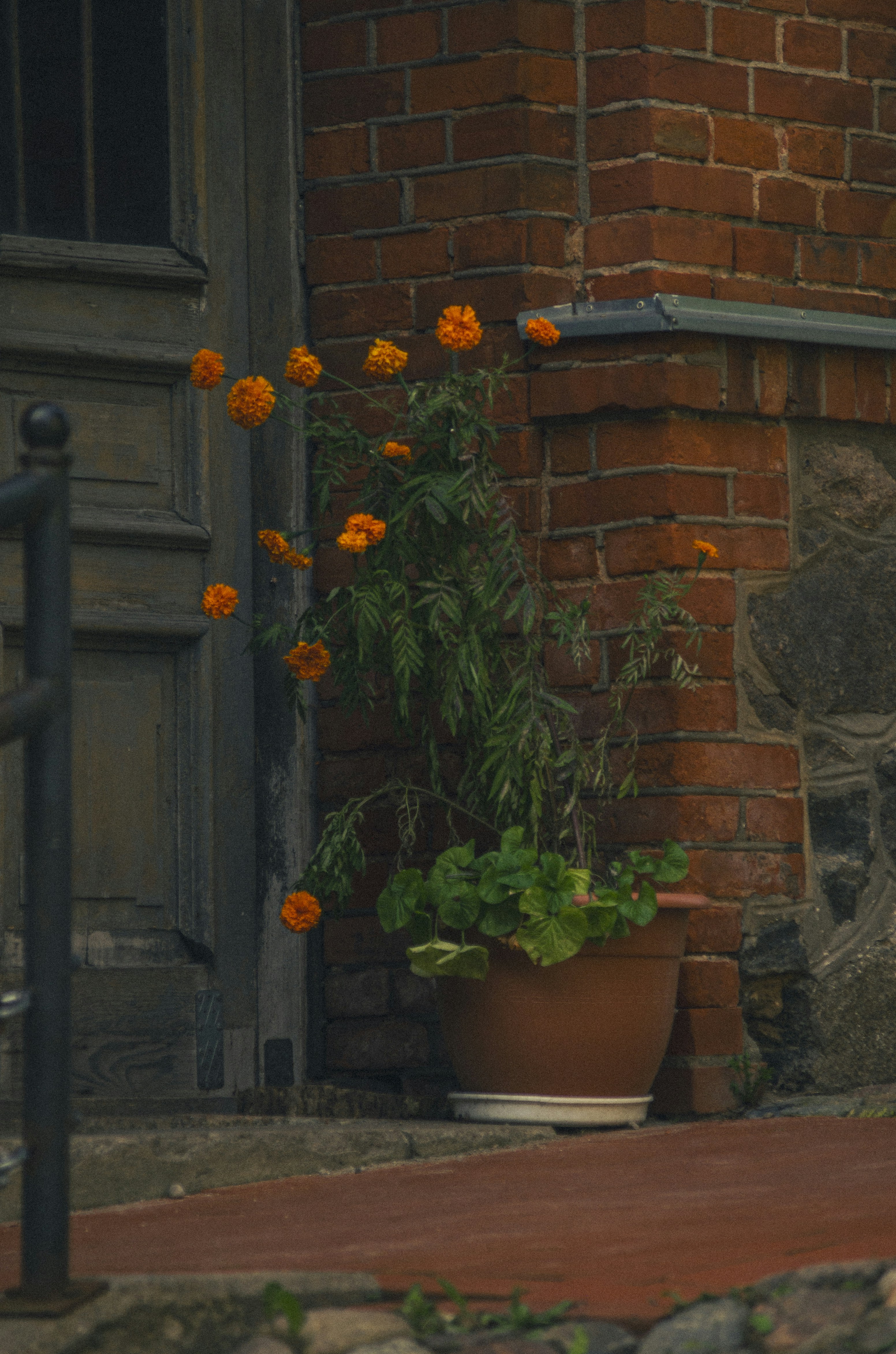 Orange flowers in a pot by a brick wall.