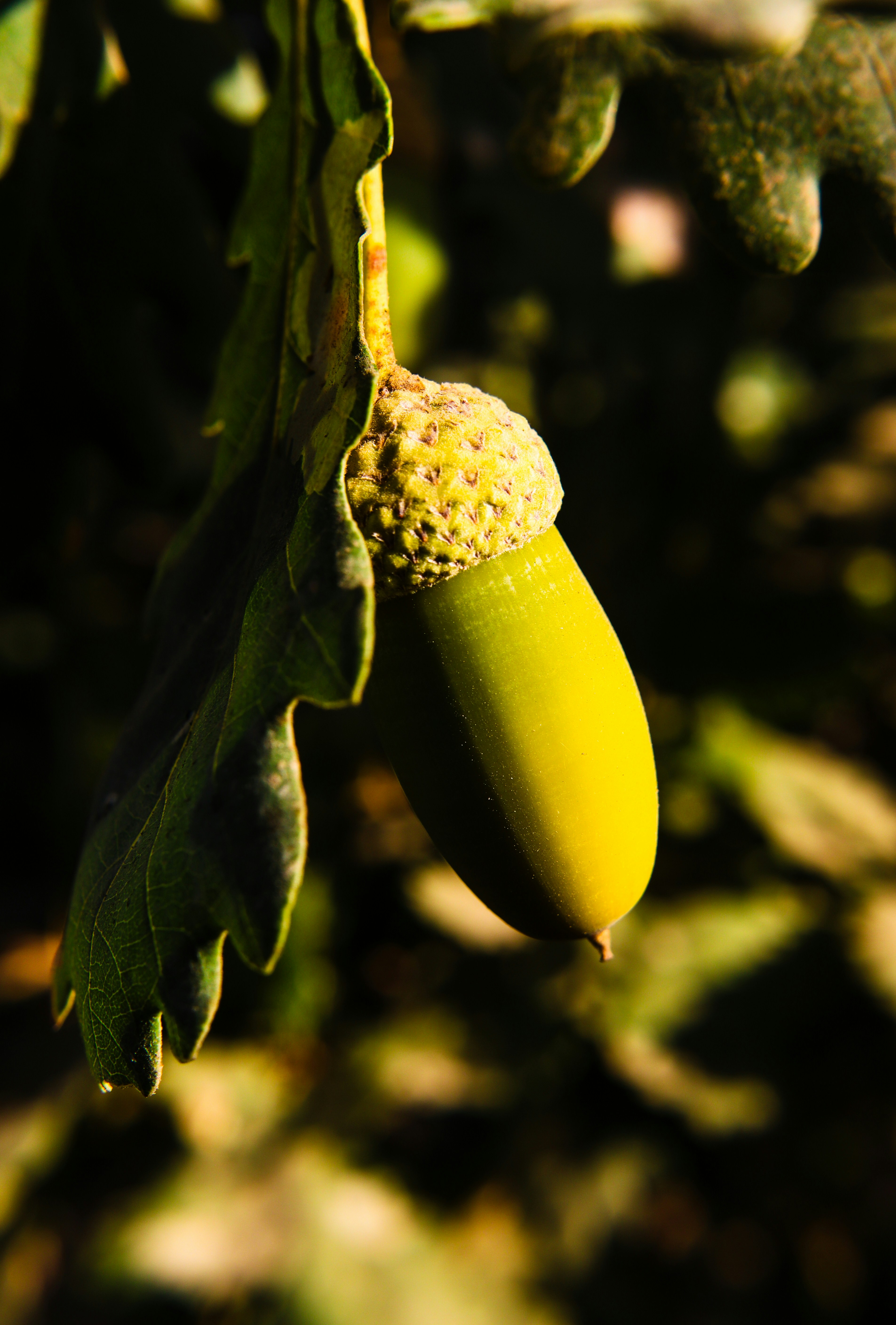 Emerging Life: The Acorn's Journey
