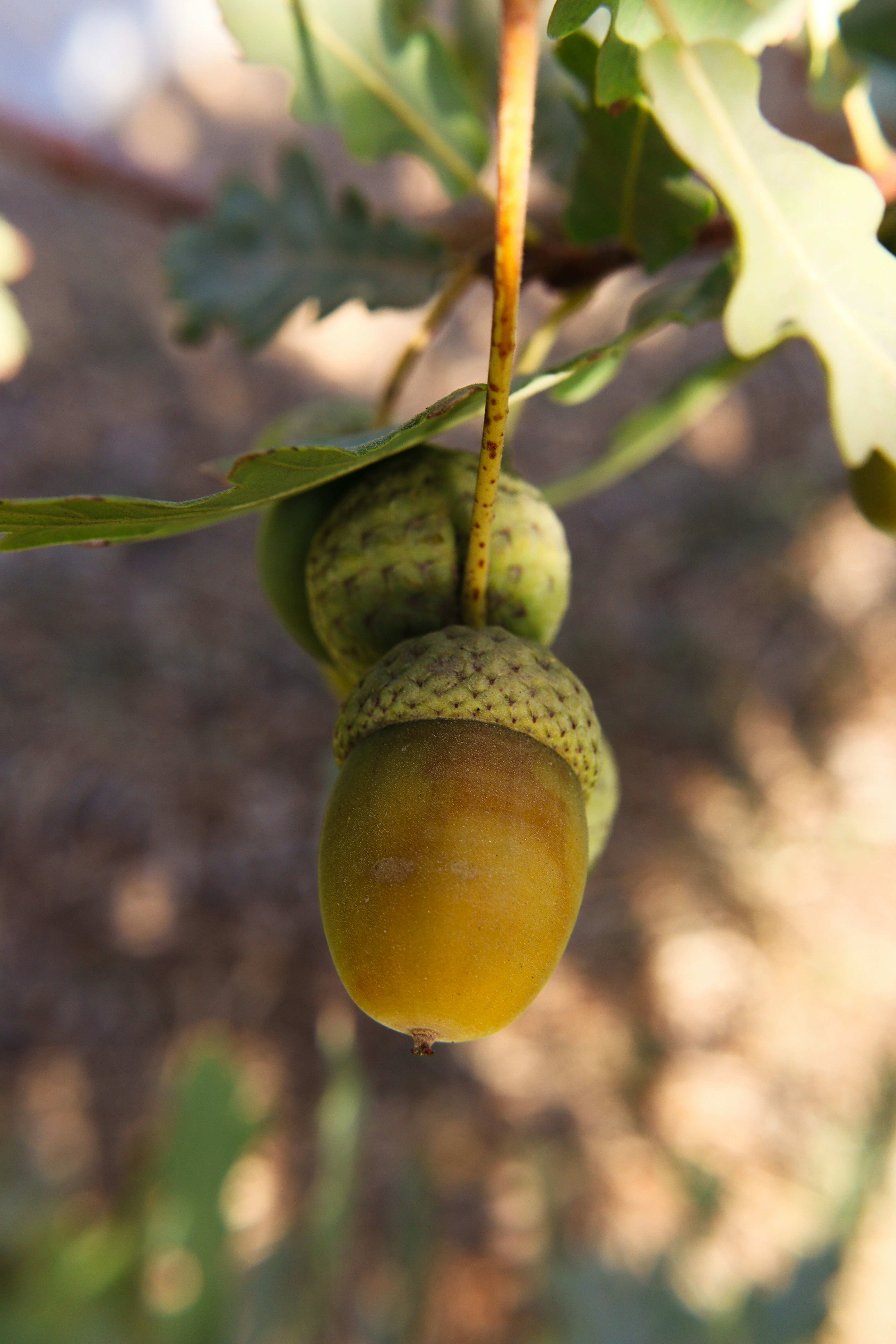 Close-up of acorns hanging from an oak branch, showcasing the rich textures and colors of the developing nuts. 