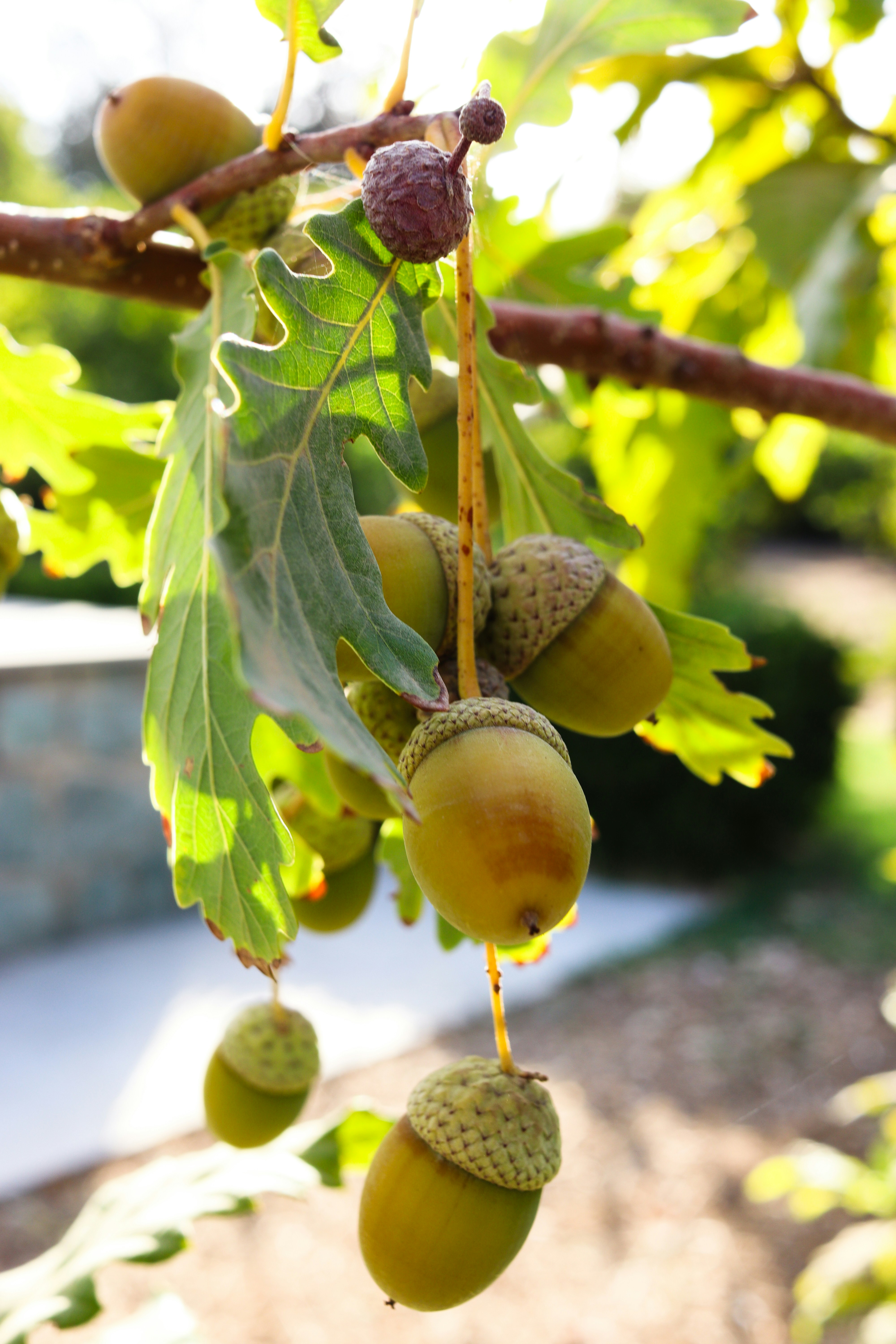 Acorns hanging from an oak tree branch with leaves.