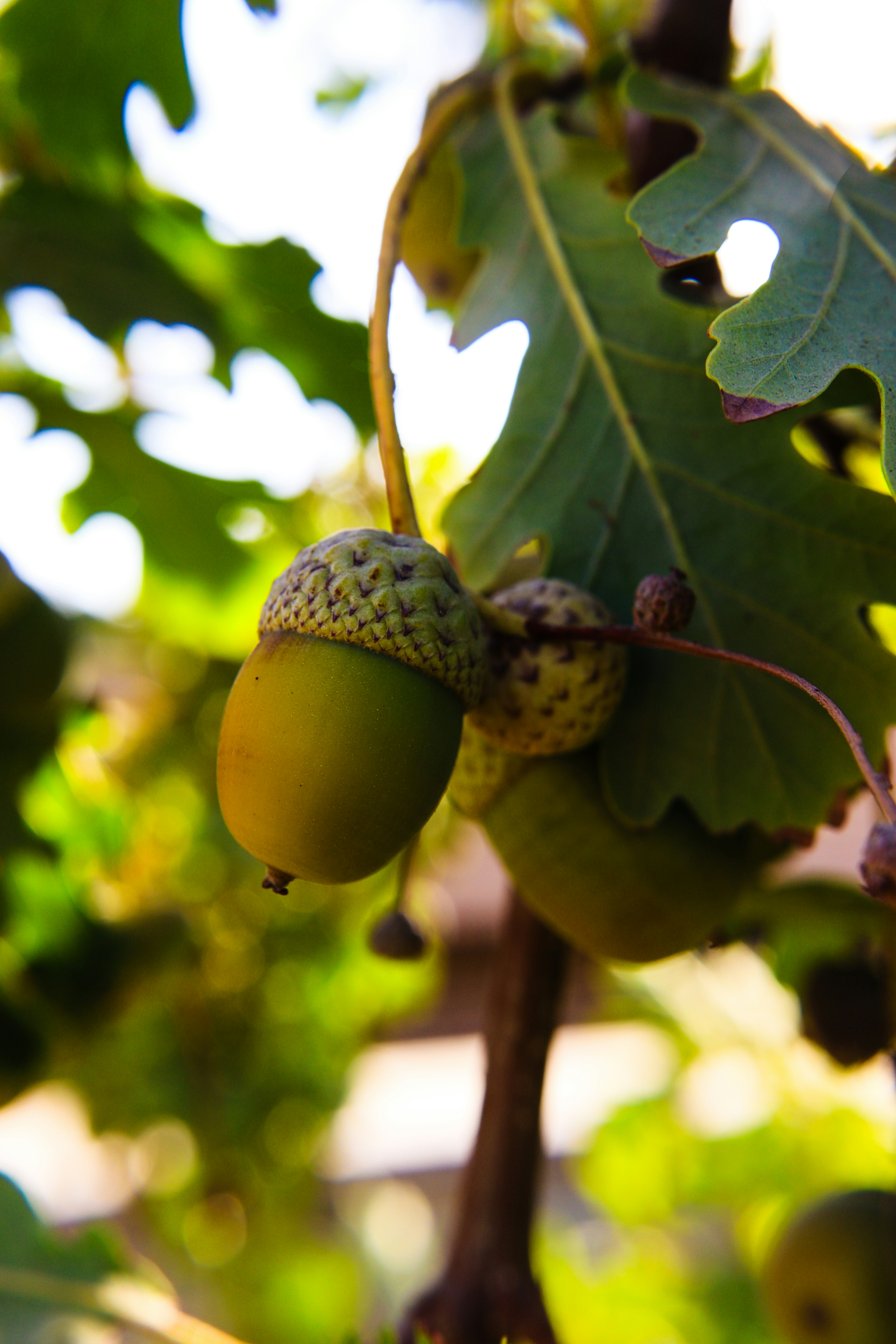 Close-up of acorns nestled among vibrant oak leaves, showcasing the intricate details of nature's growth cycle.