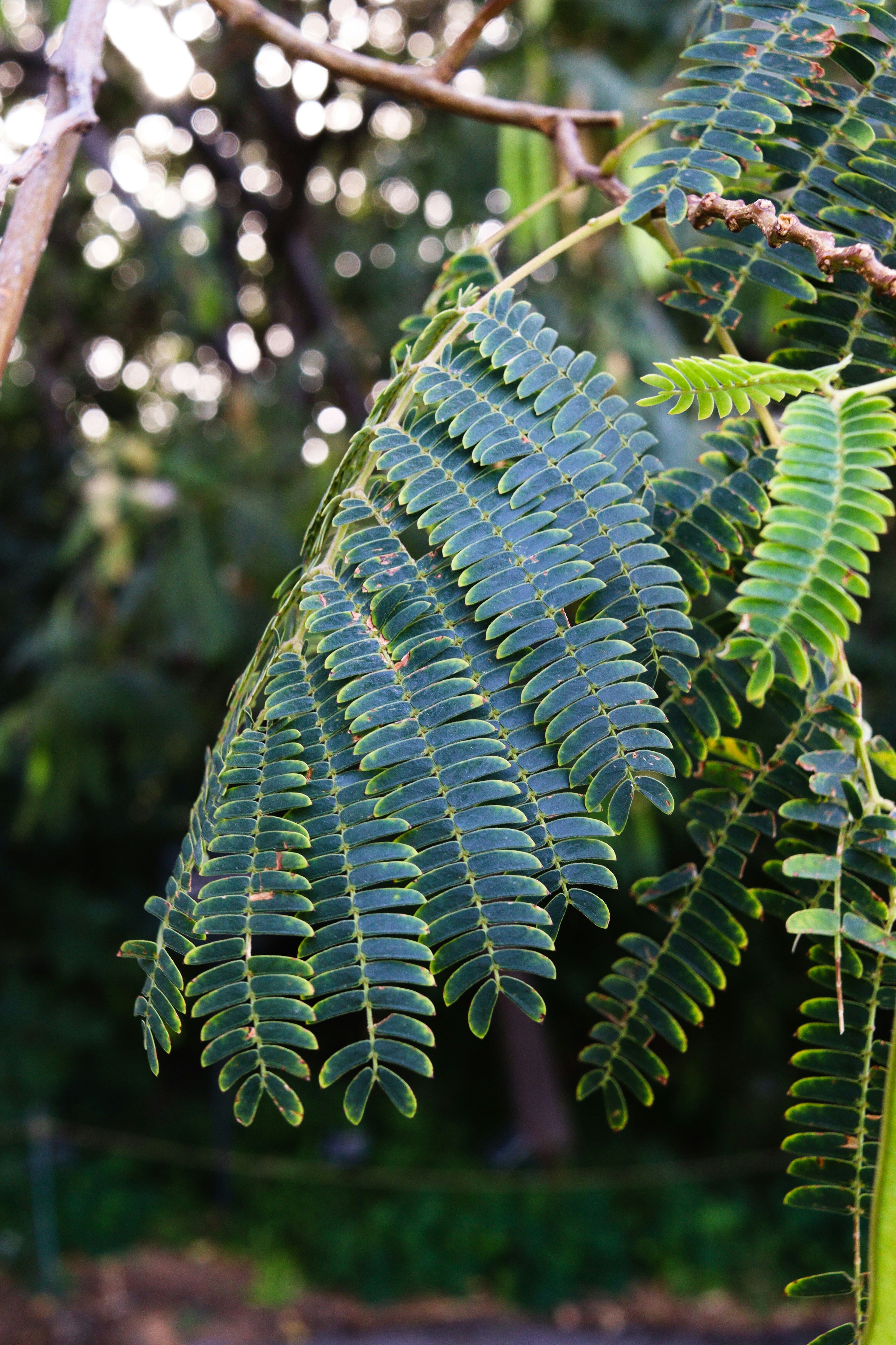 Nature's Intricate Patterns: A Leafy Tapestry