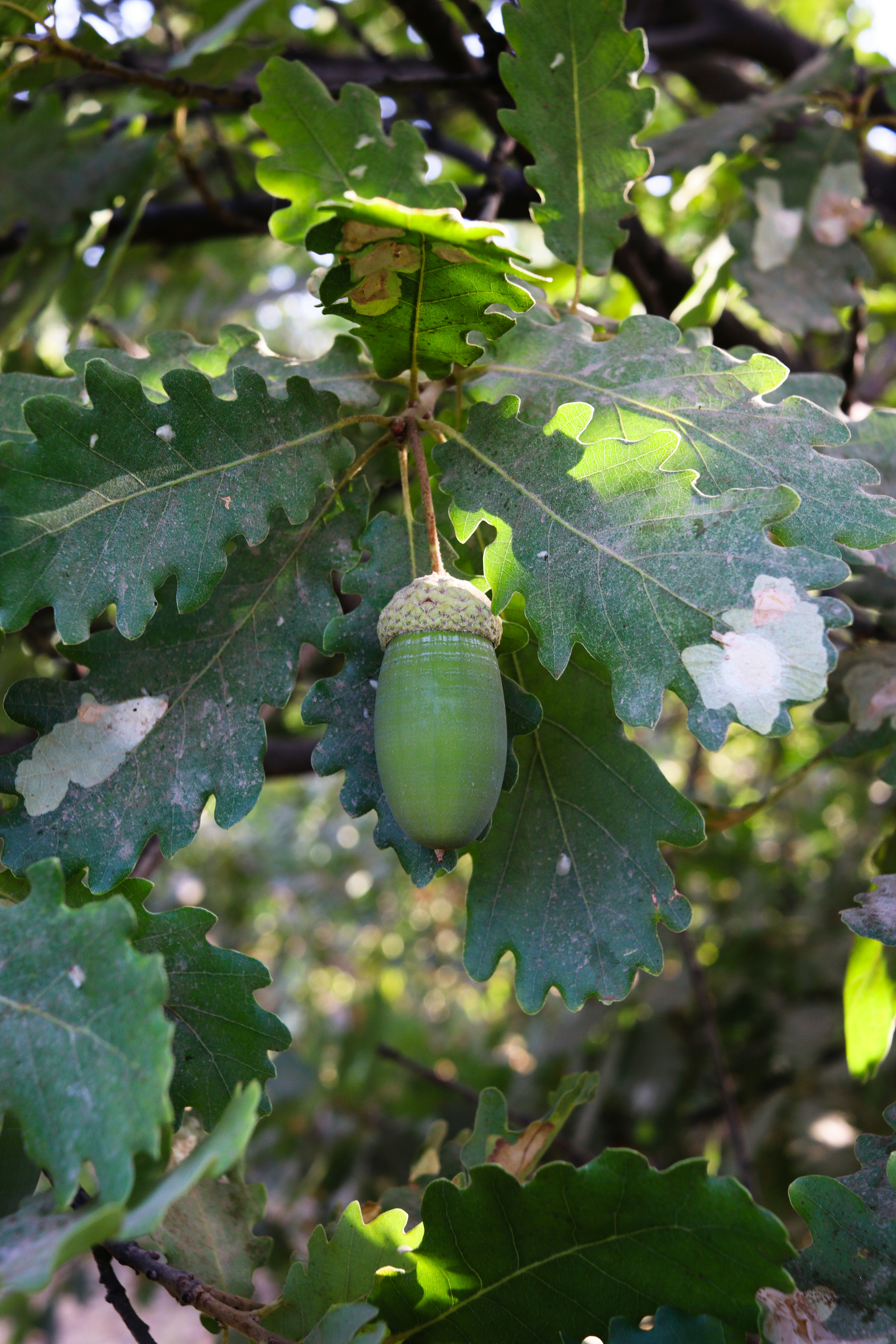Emerging Life: The Oak's Gift