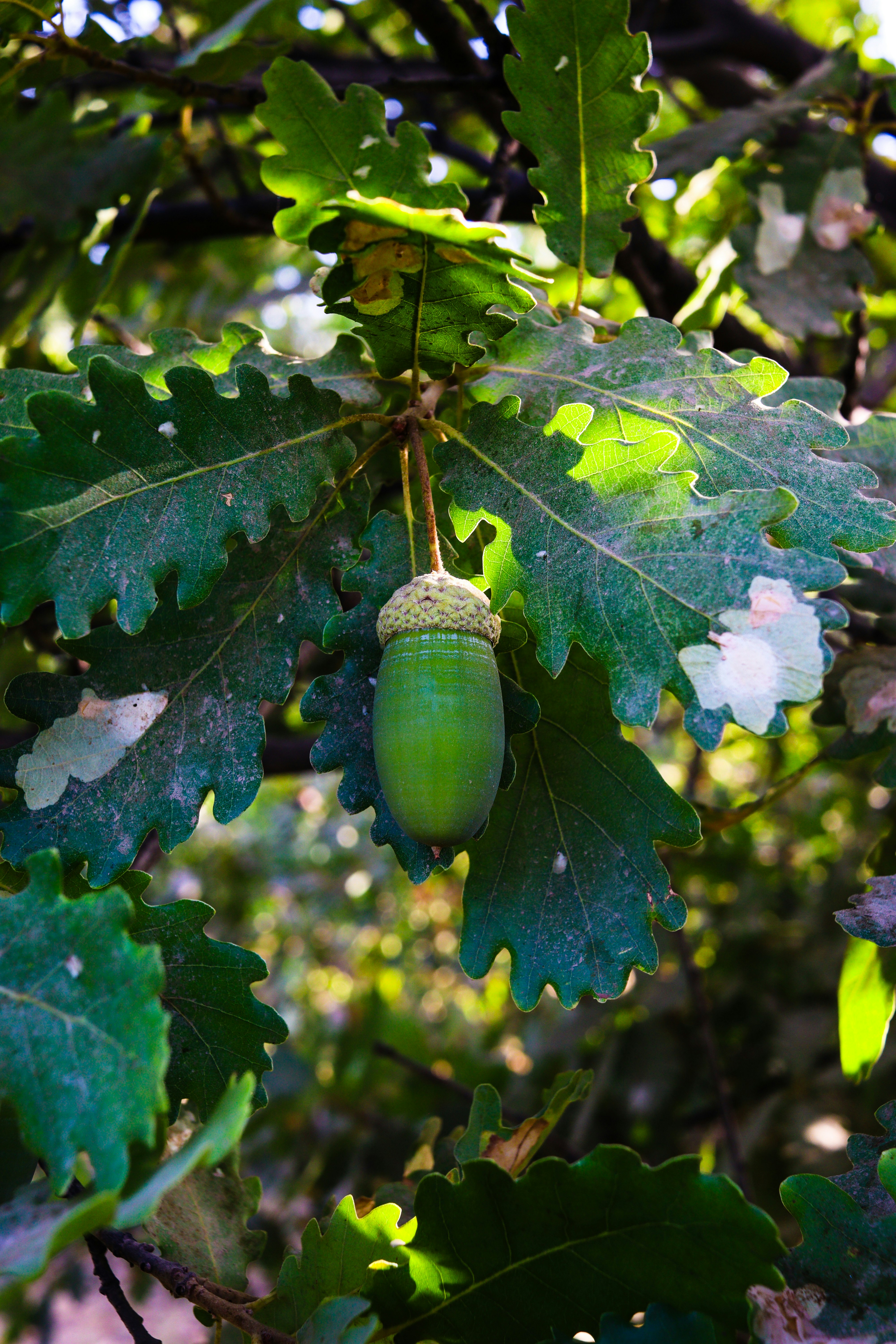 Green Acorn Pendant Among Sunlit Oak Leaves