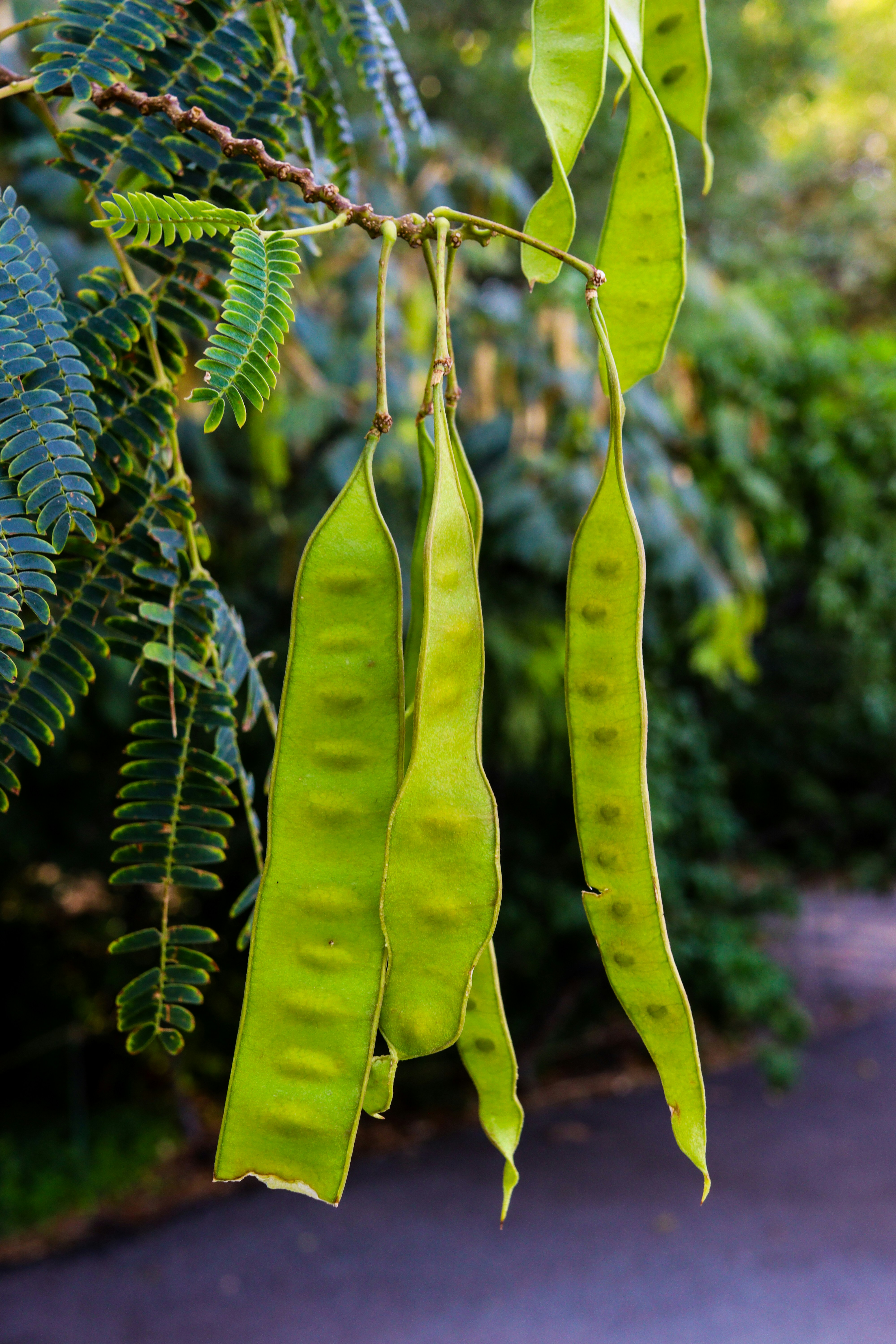 Nature's Green Pendants: The Art of Seed Pods