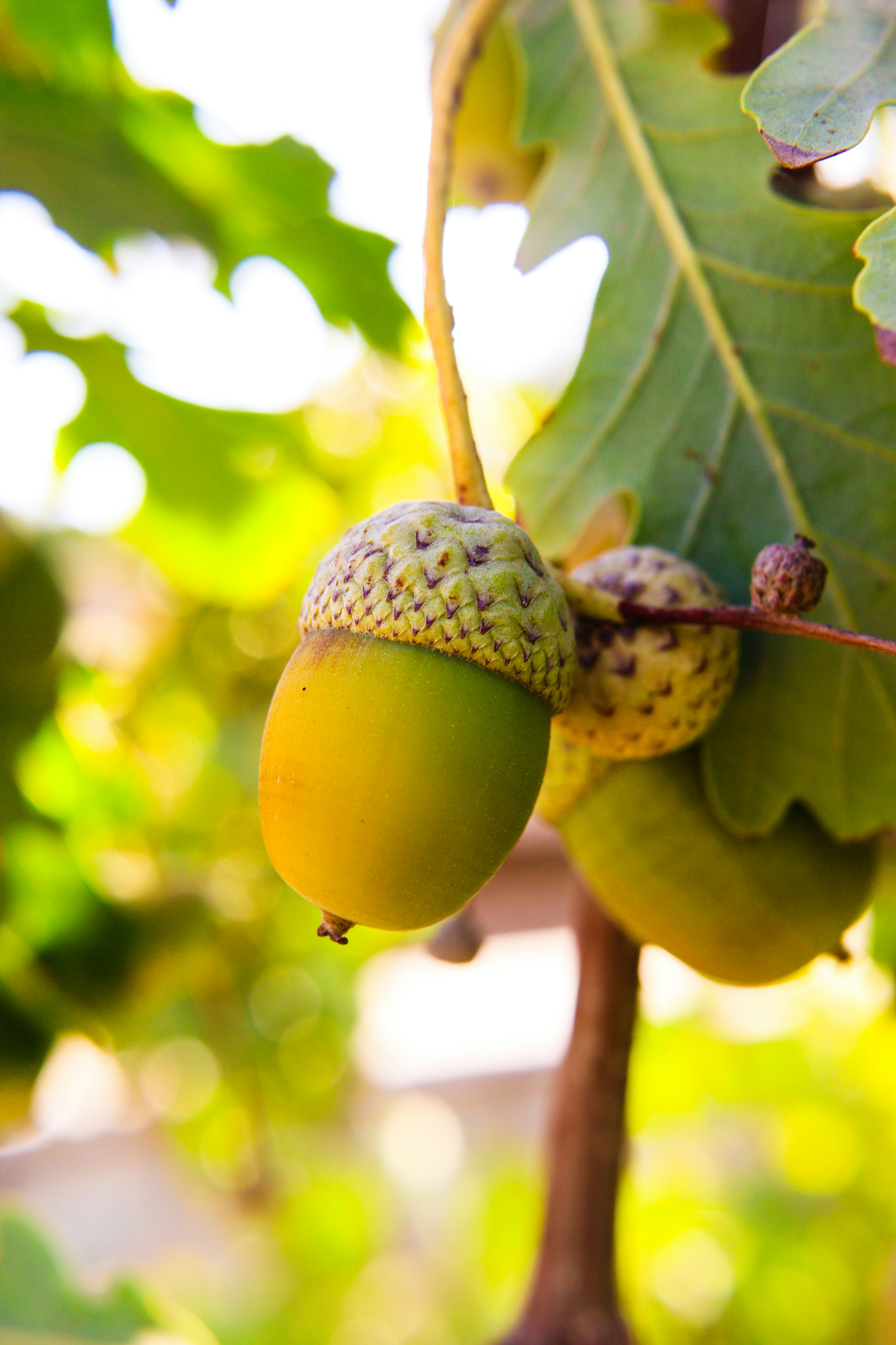 Acorns hanging from an oak tree branch.