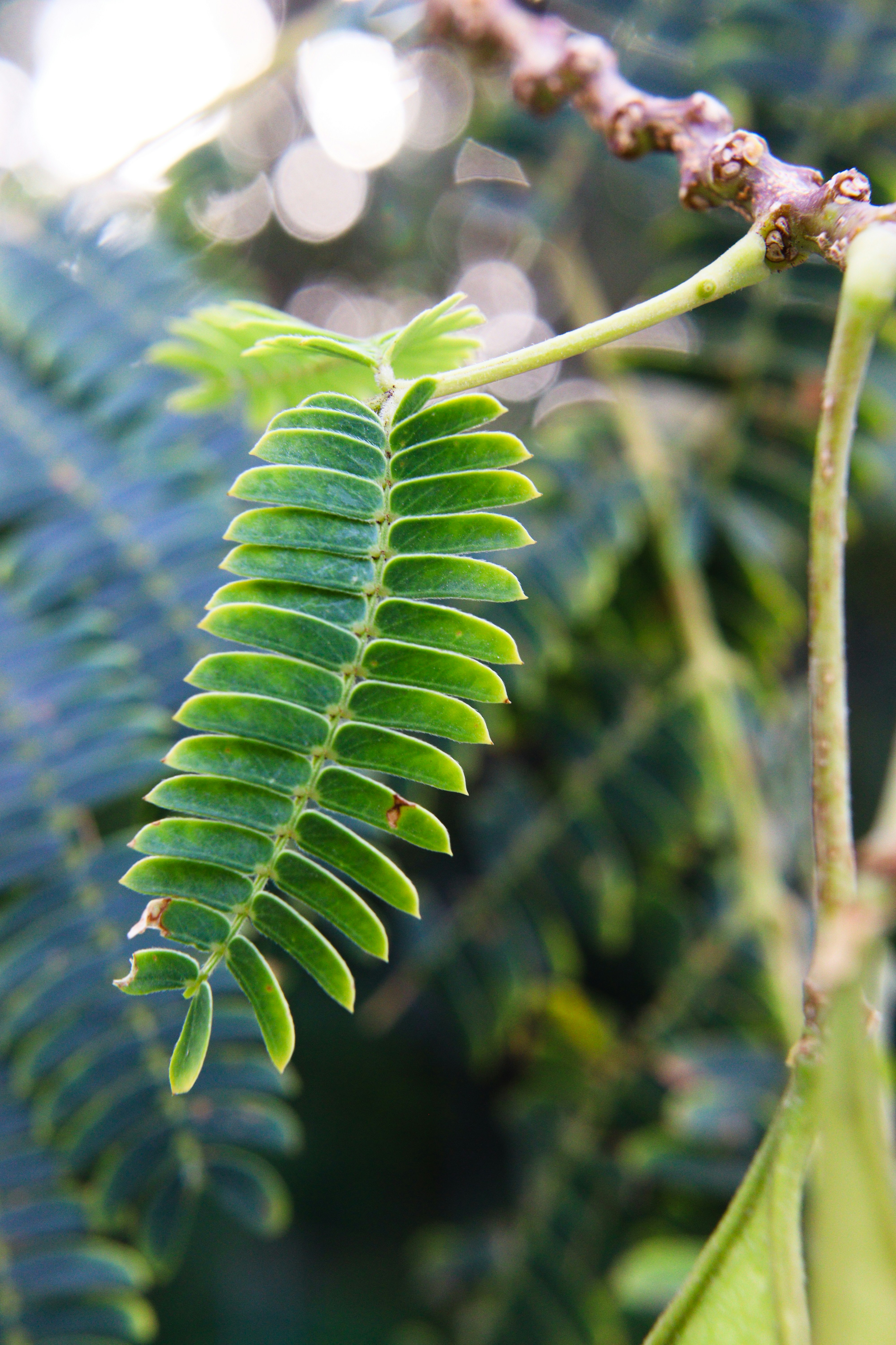 Nature's Intricate Green Symphony