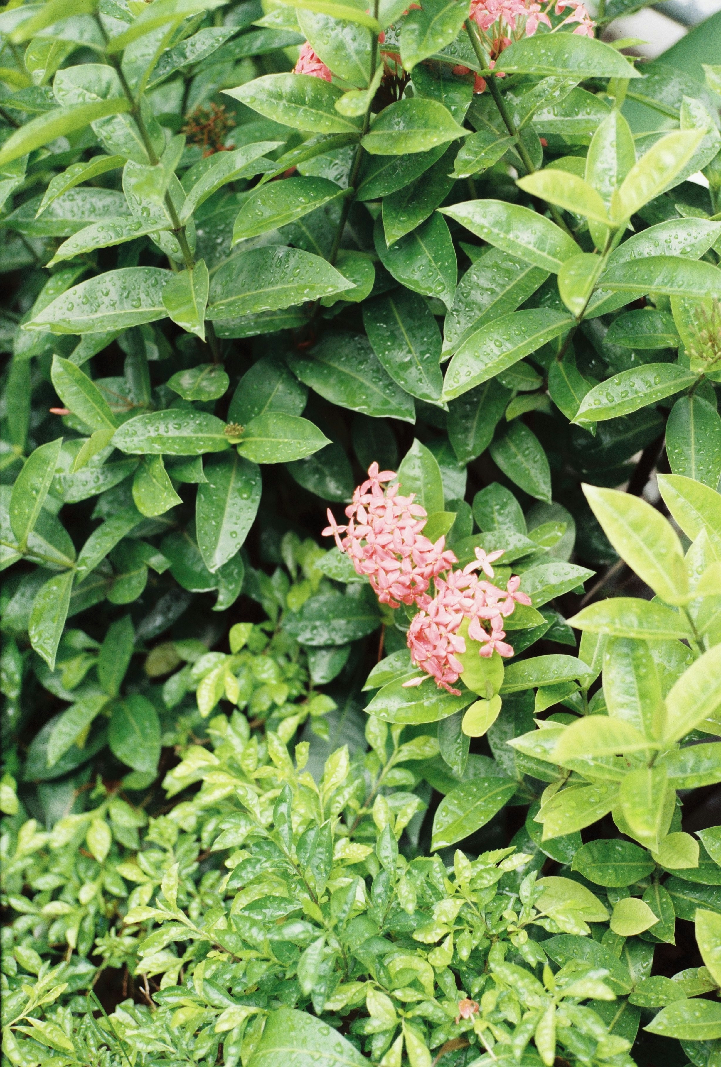 Green foliage with clusters of small pink flowers.