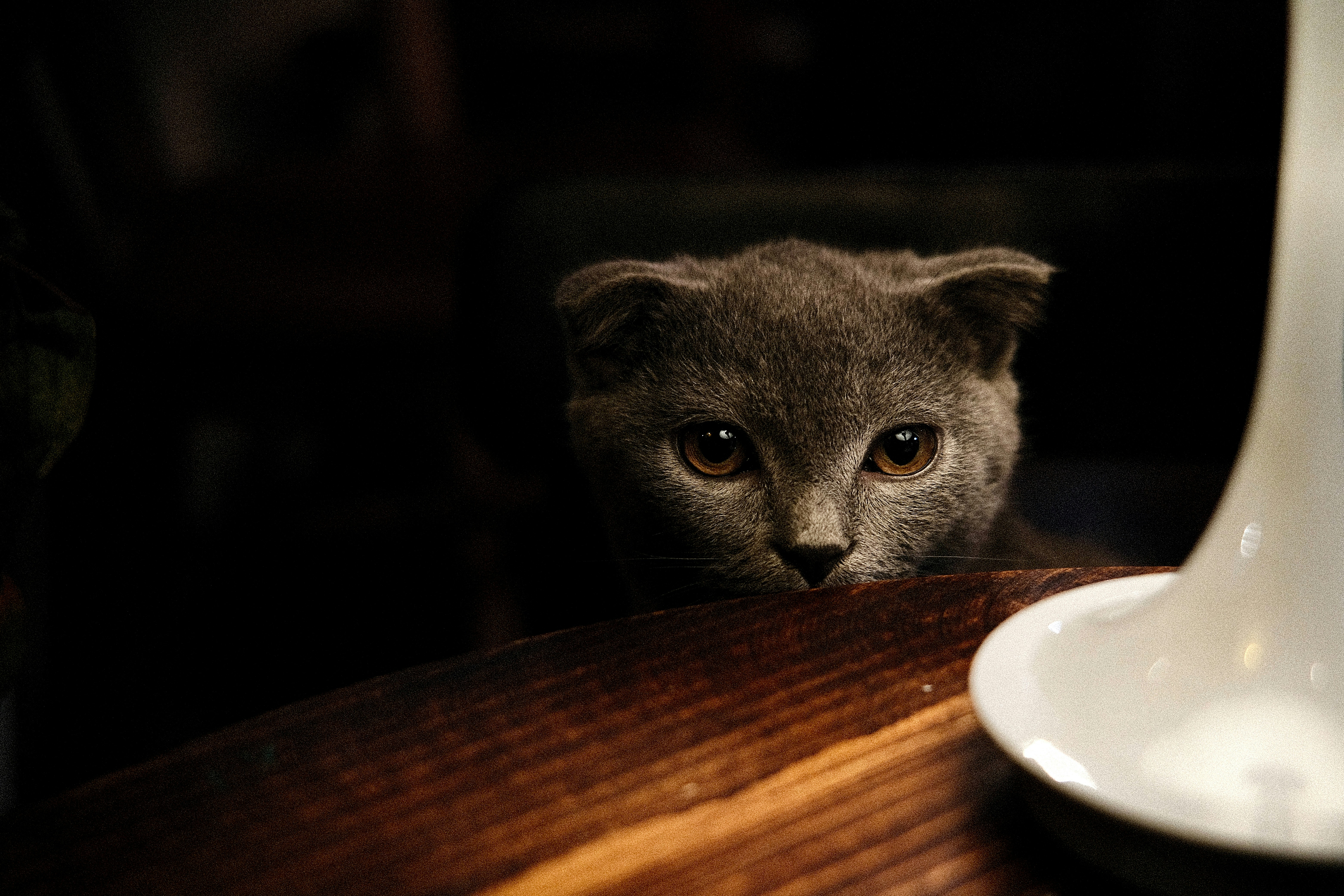 Whiskered Observer in Dim Light