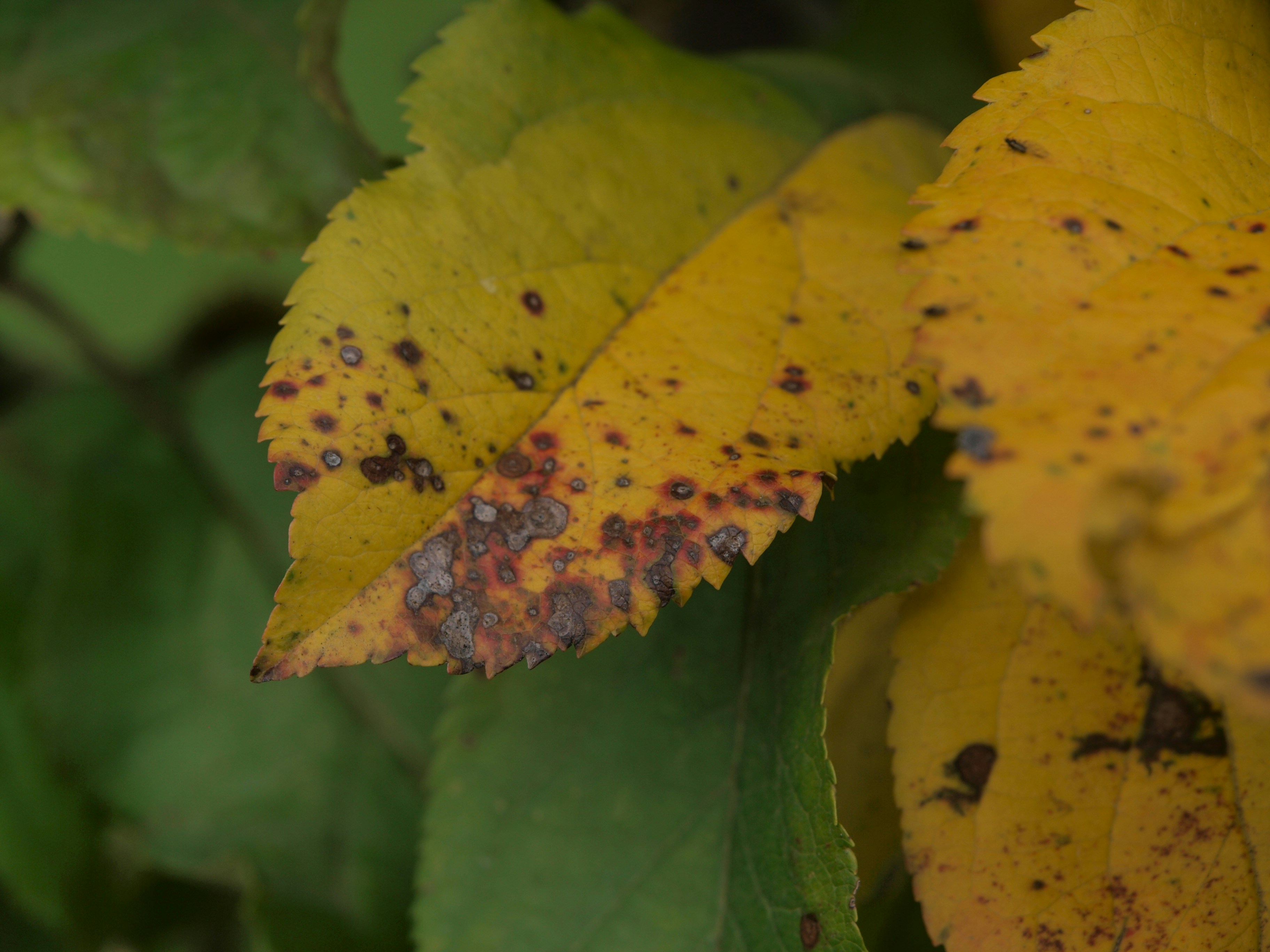 The Decay of Autumn's Palette