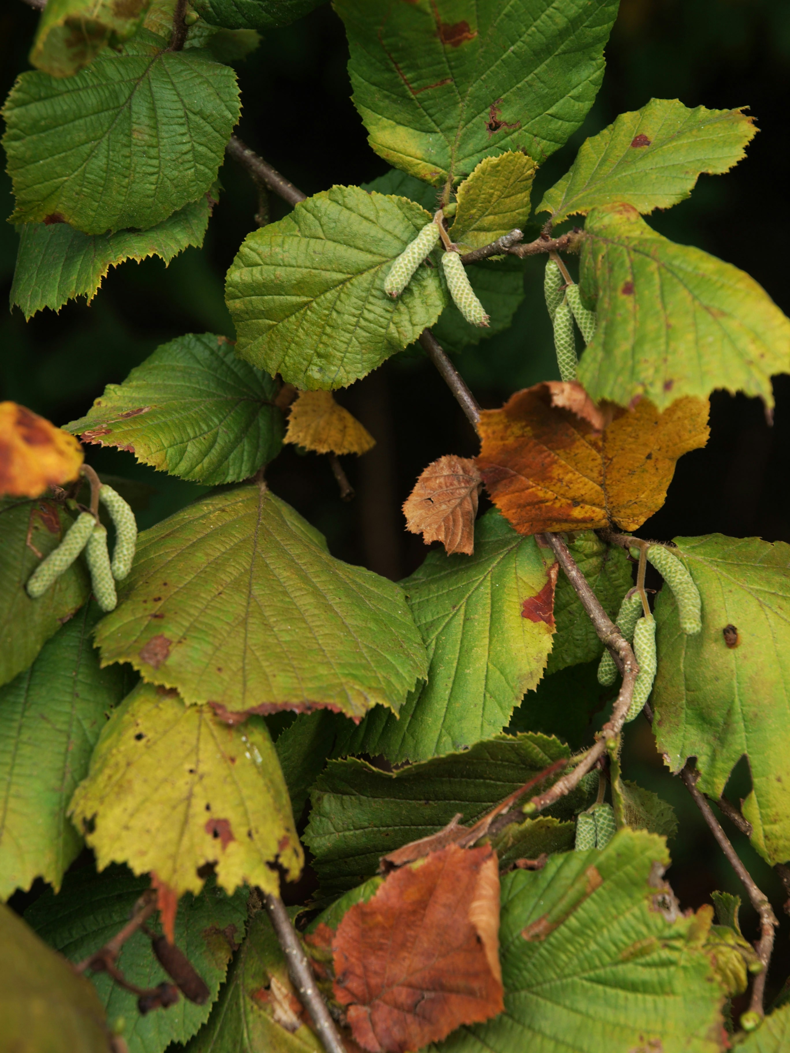 Nature's Palette: The Dance of Leaves
