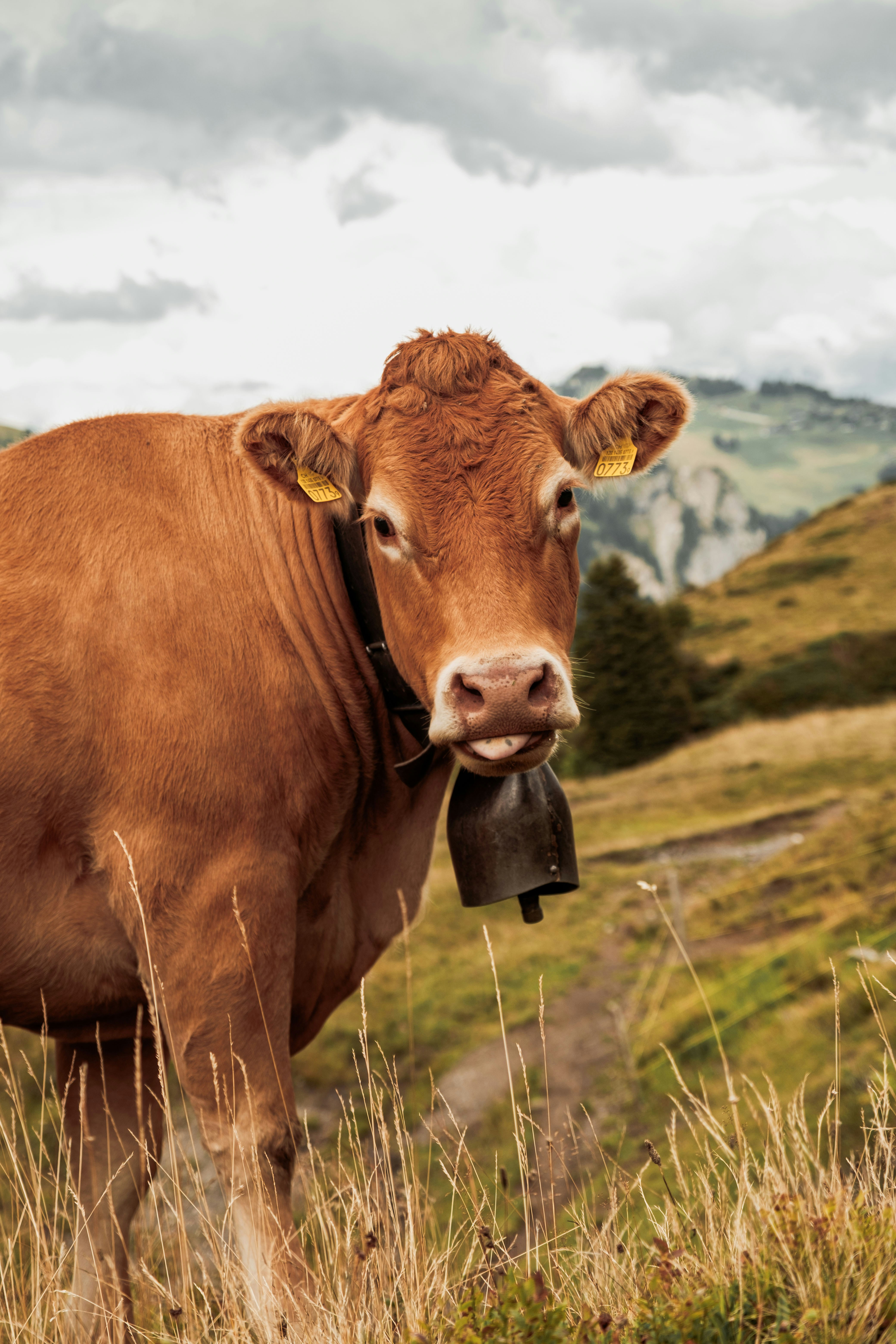 A cow teases with her a tongue out in Champéry, Switzerland. | Brown cow with a bell in a grassy field