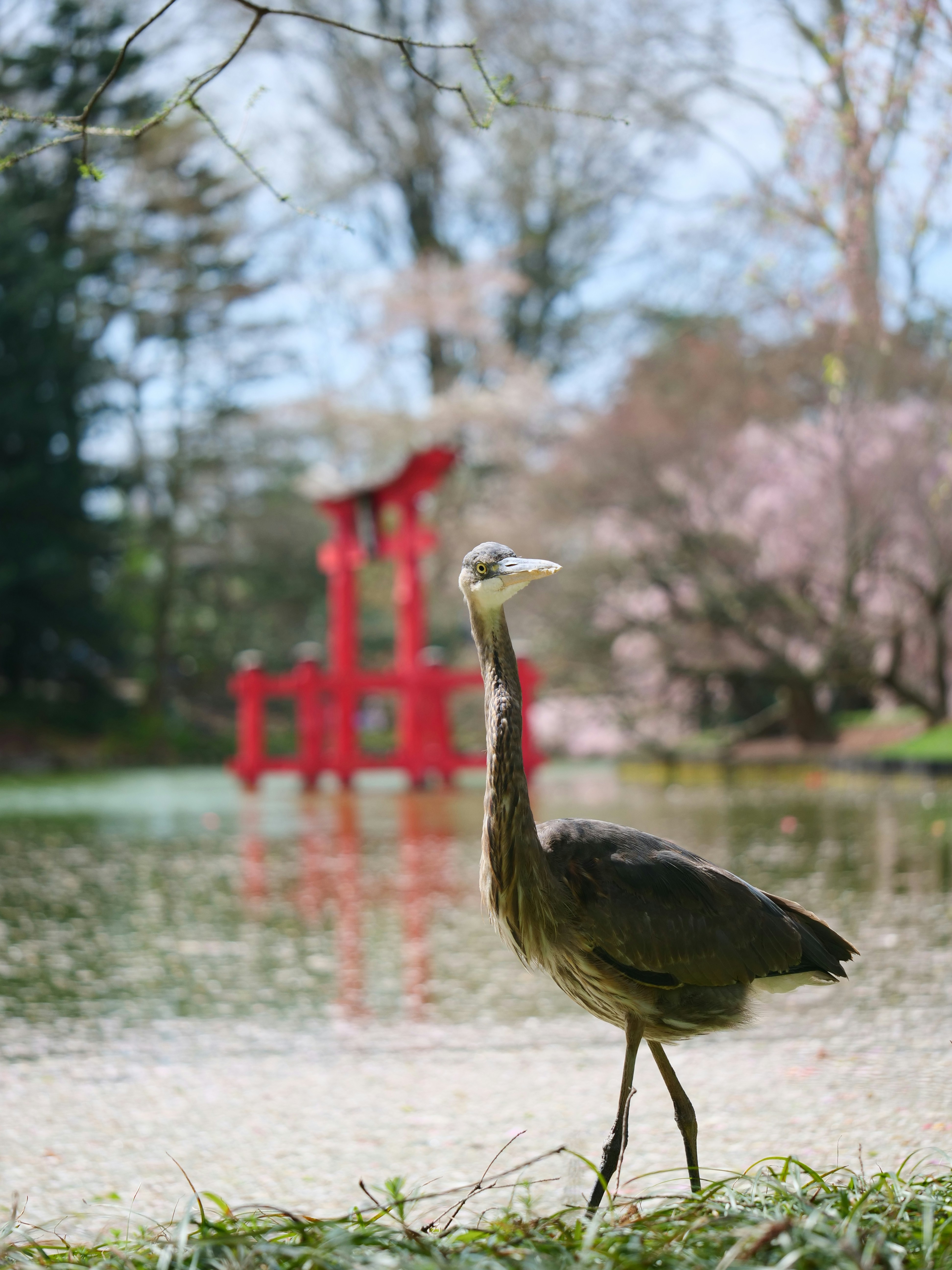 Elegance in Motion: The Heron’s Stroll