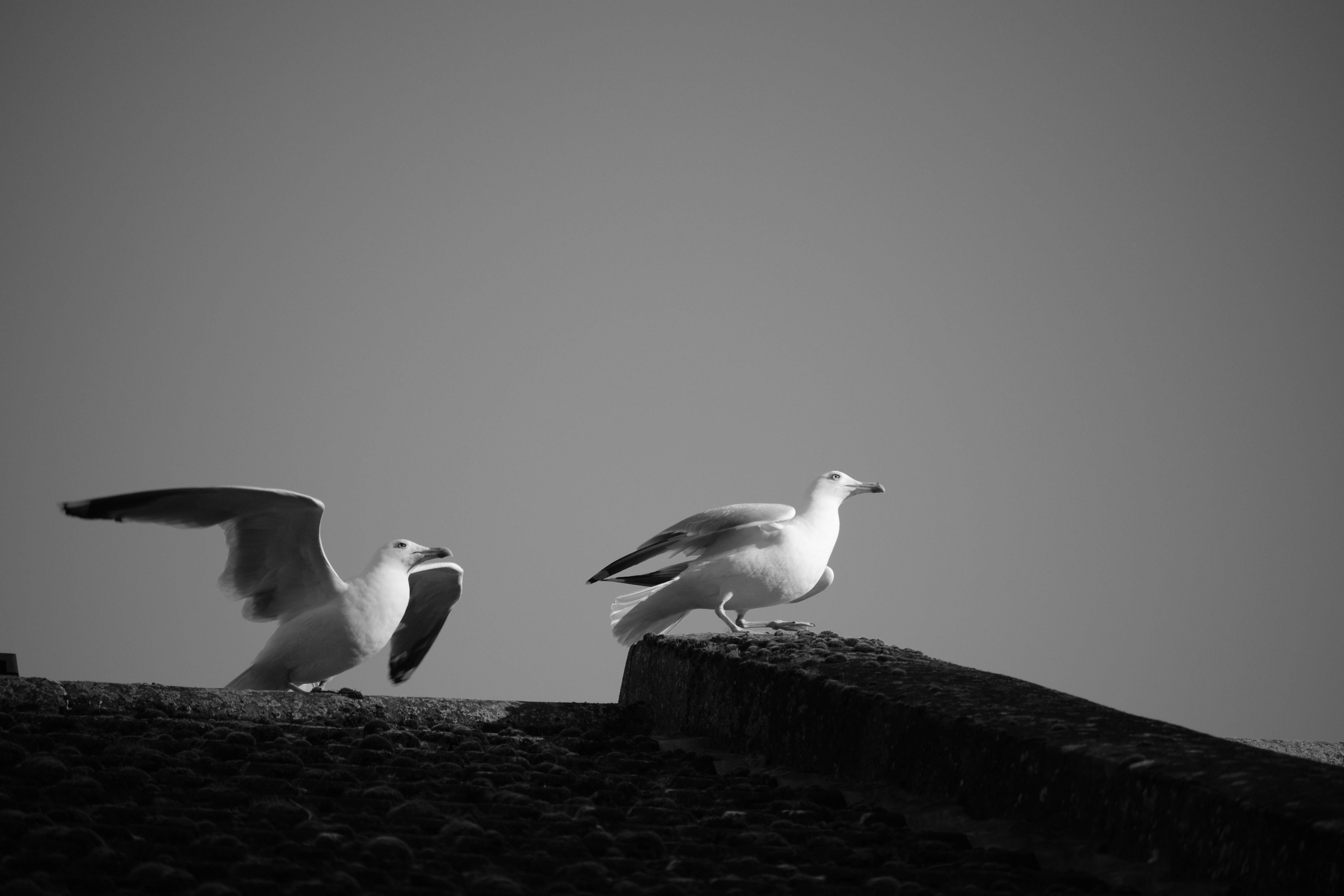 Two seagulls perched on a ledge against a clear sky